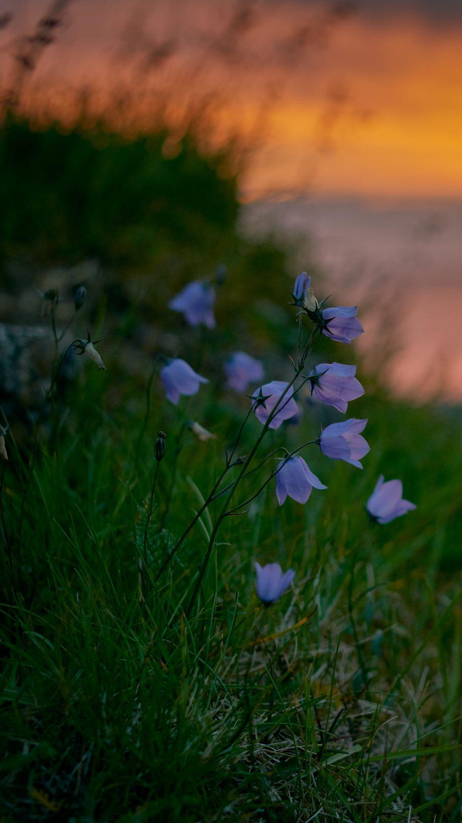 Bluebells Wallpapers - Top Free Bluebells Backgrounds - WallpaperAccess