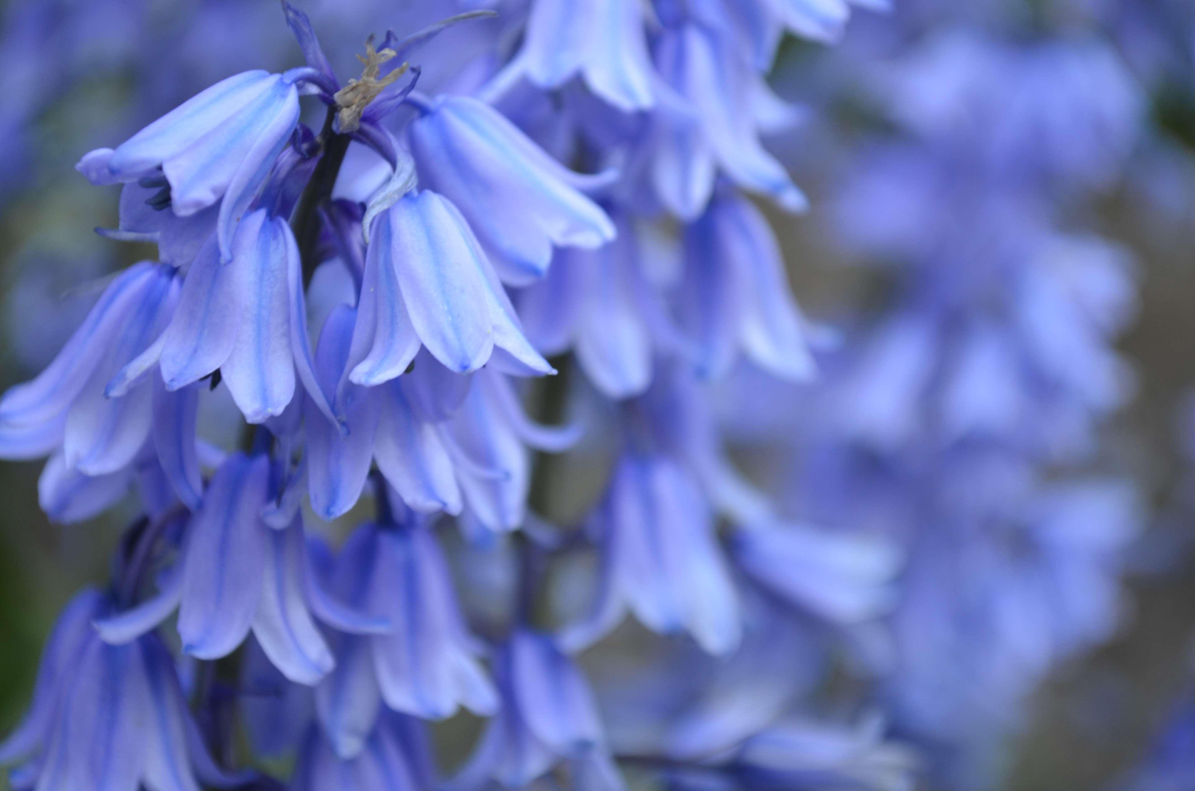 Bluebells Wallpapers - Top Free Bluebells Backgrounds - WallpaperAccess