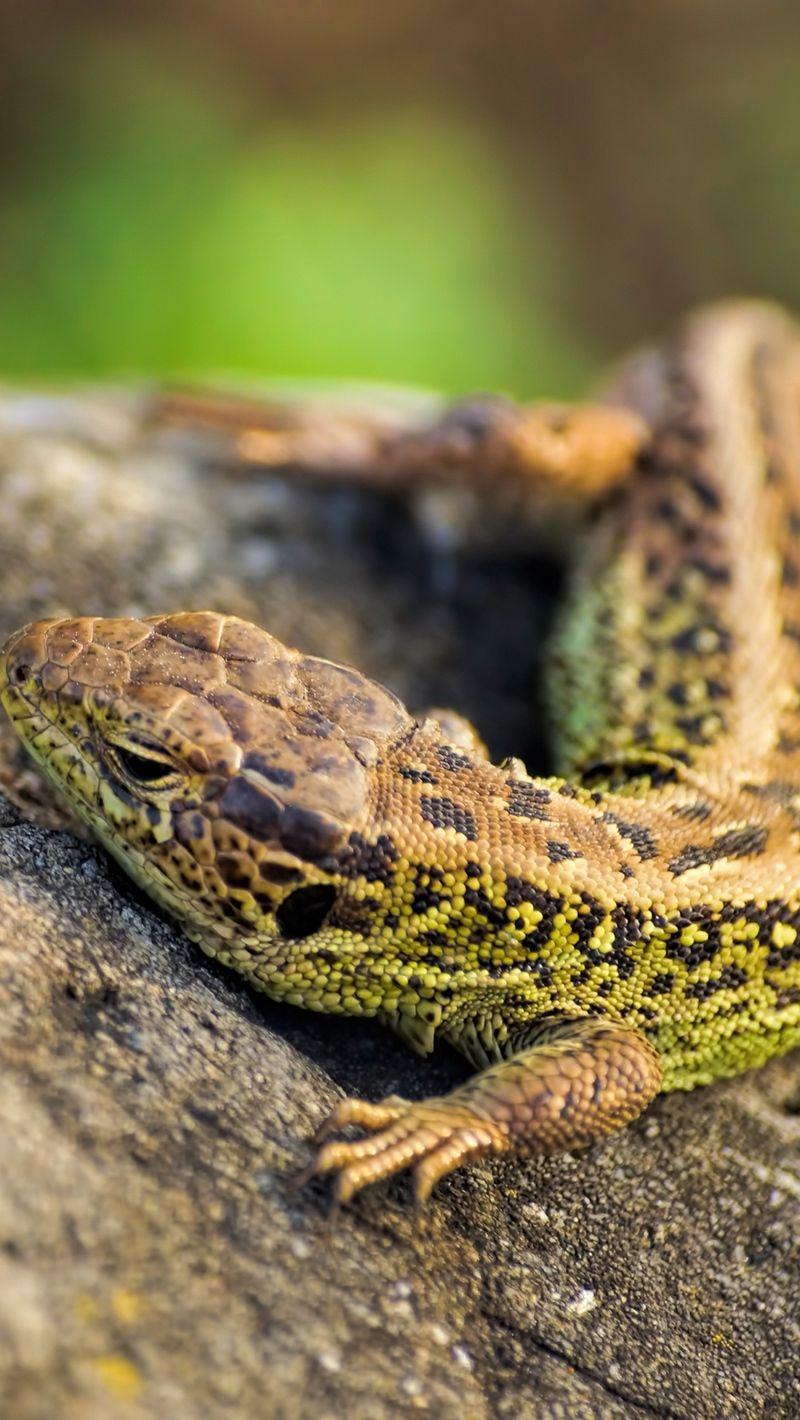 Alligator Lizard iPhone Wallpapers - Top Free Alligator Lizard iPhone ...