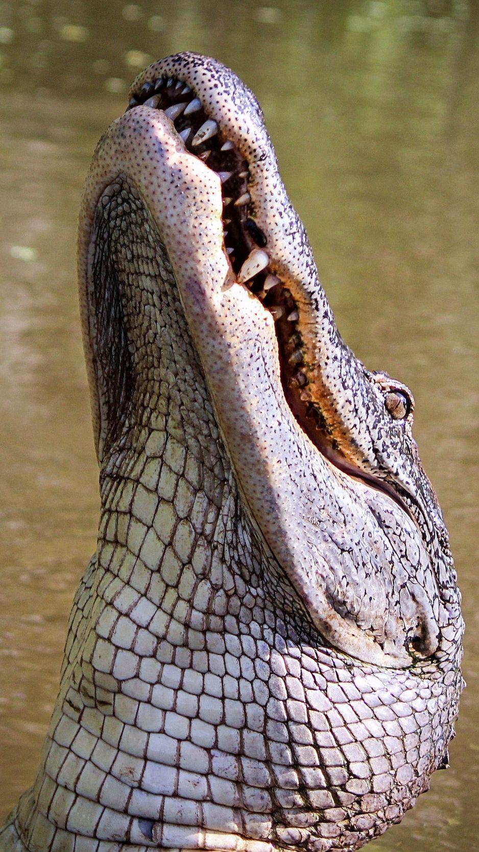 Alligator iPhone Wallpapers - Top Free Alligator iPhone Backgrounds ...
