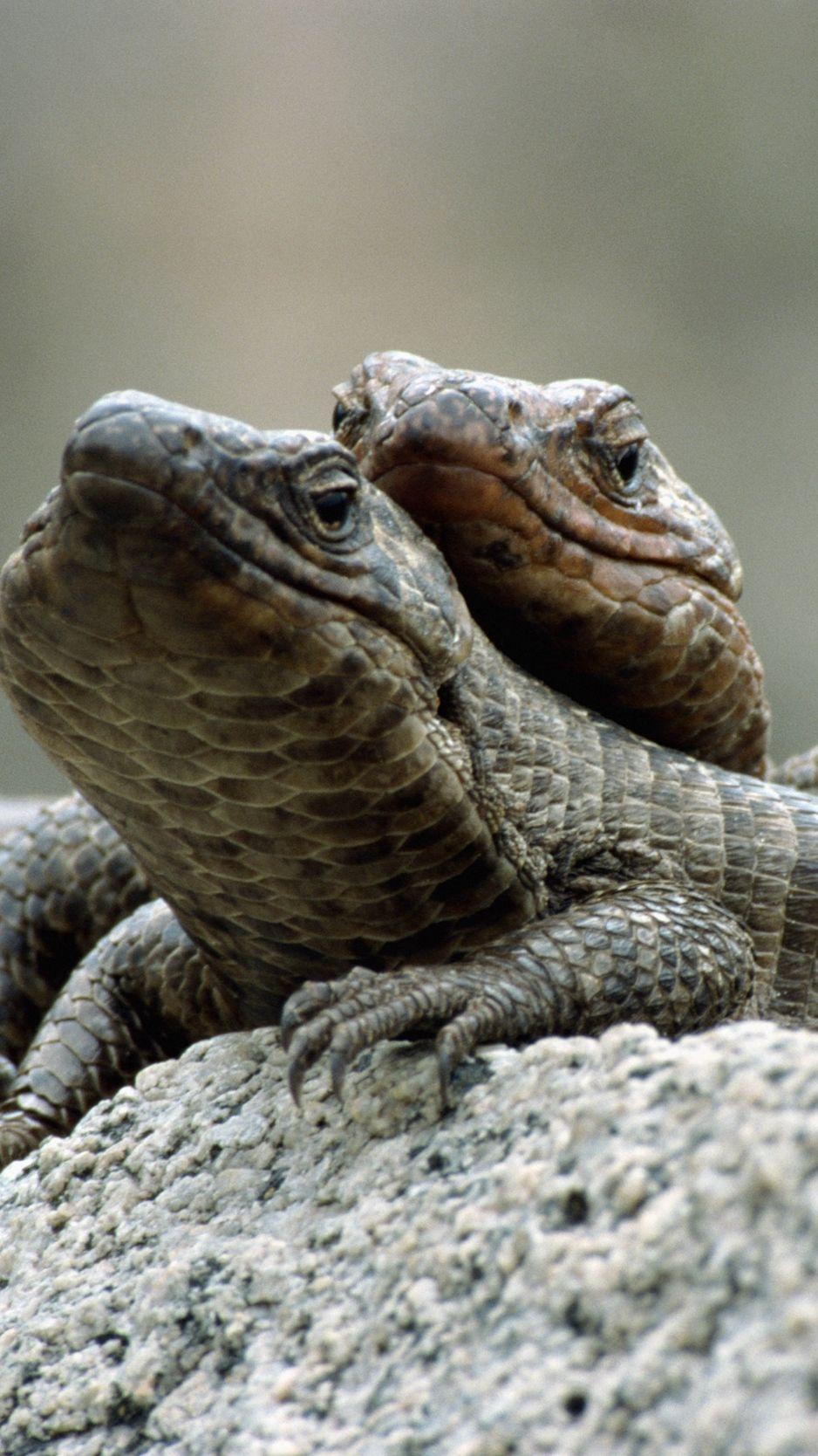 Alligator Lizard iPhone Wallpapers - Top Free Alligator Lizard iPhone ...