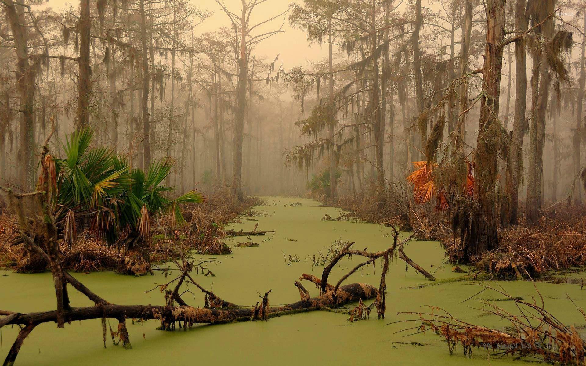 Dagobah Wallpapers - Top Free Dagobah Backgrounds - WallpaperAccess