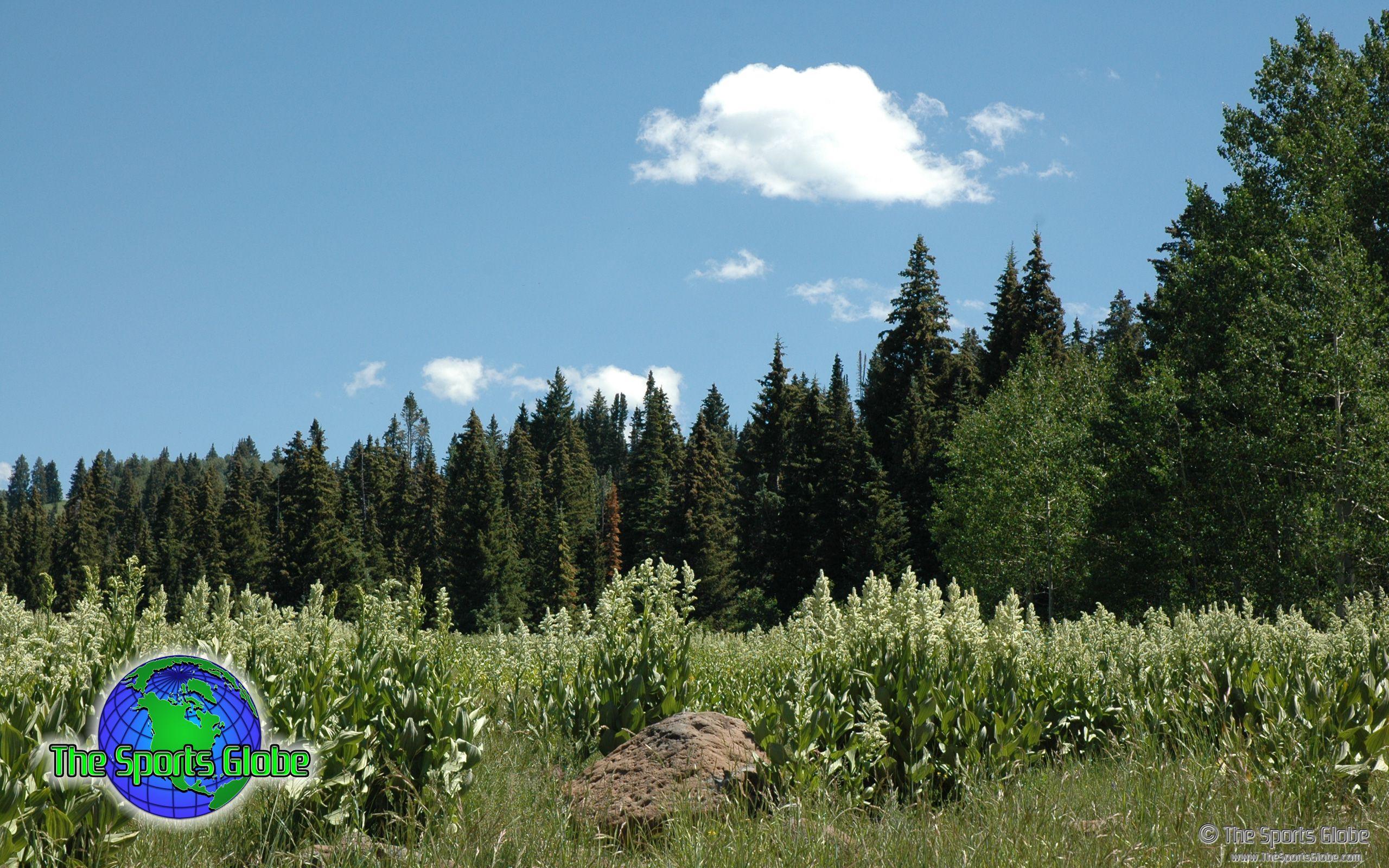 Wilderness Desktop Wallpapers - Top Free Wilderness Desktop Backgrounds ...