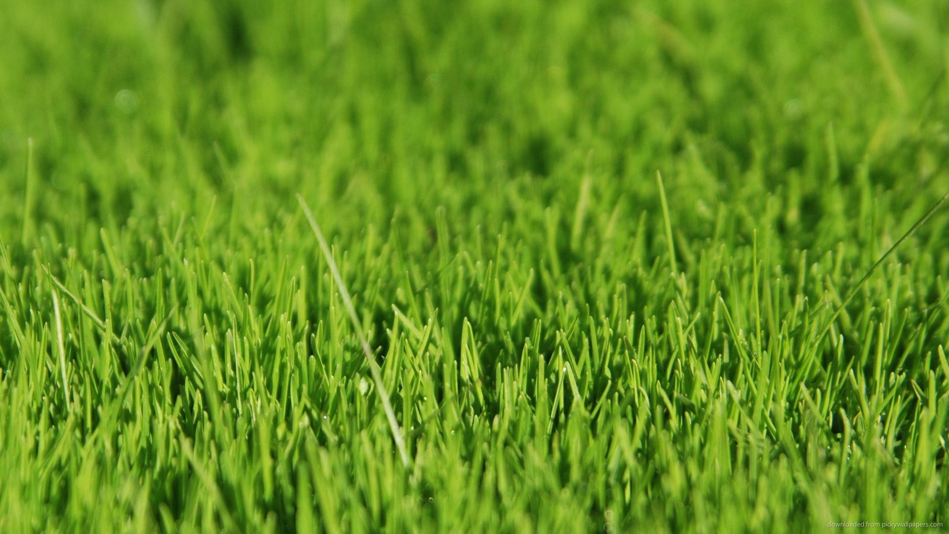 Turf Wallpapers - Top Free Turf Backgrounds - WallpaperAccess