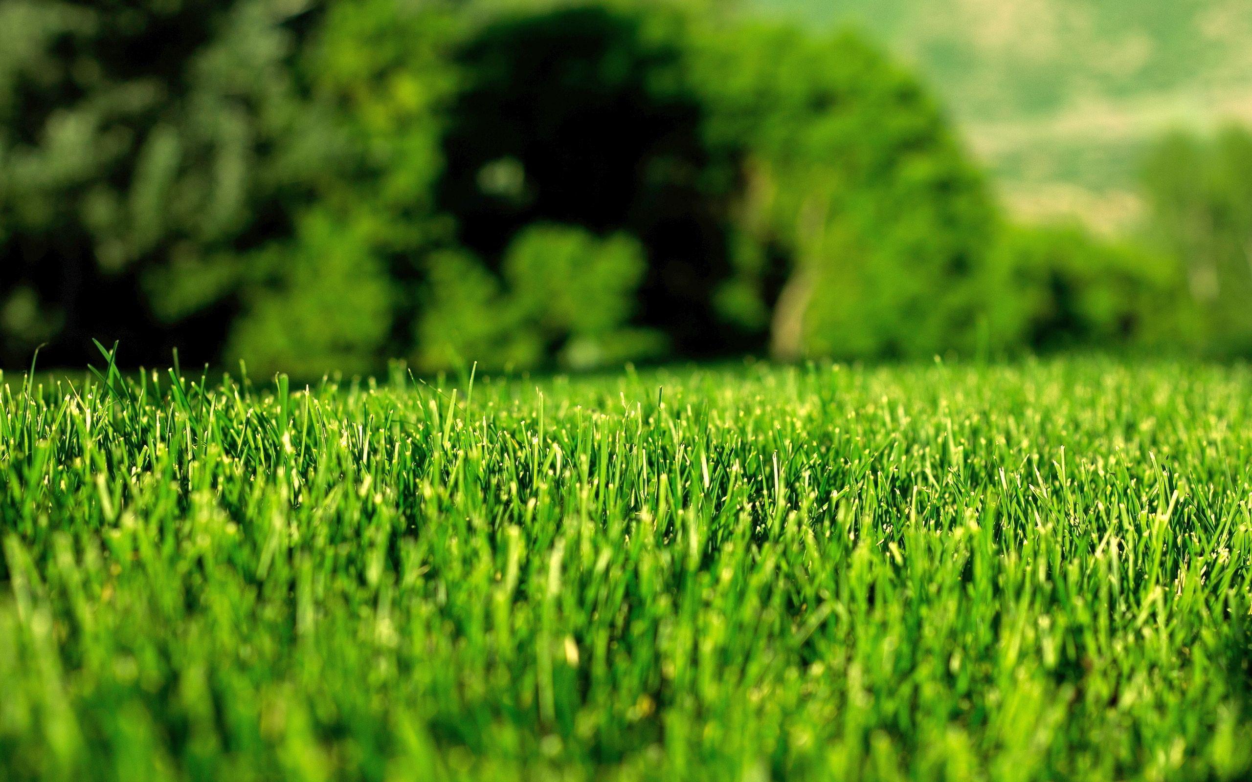 Turf Wallpapers - Top Free Turf Backgrounds - WallpaperAccess