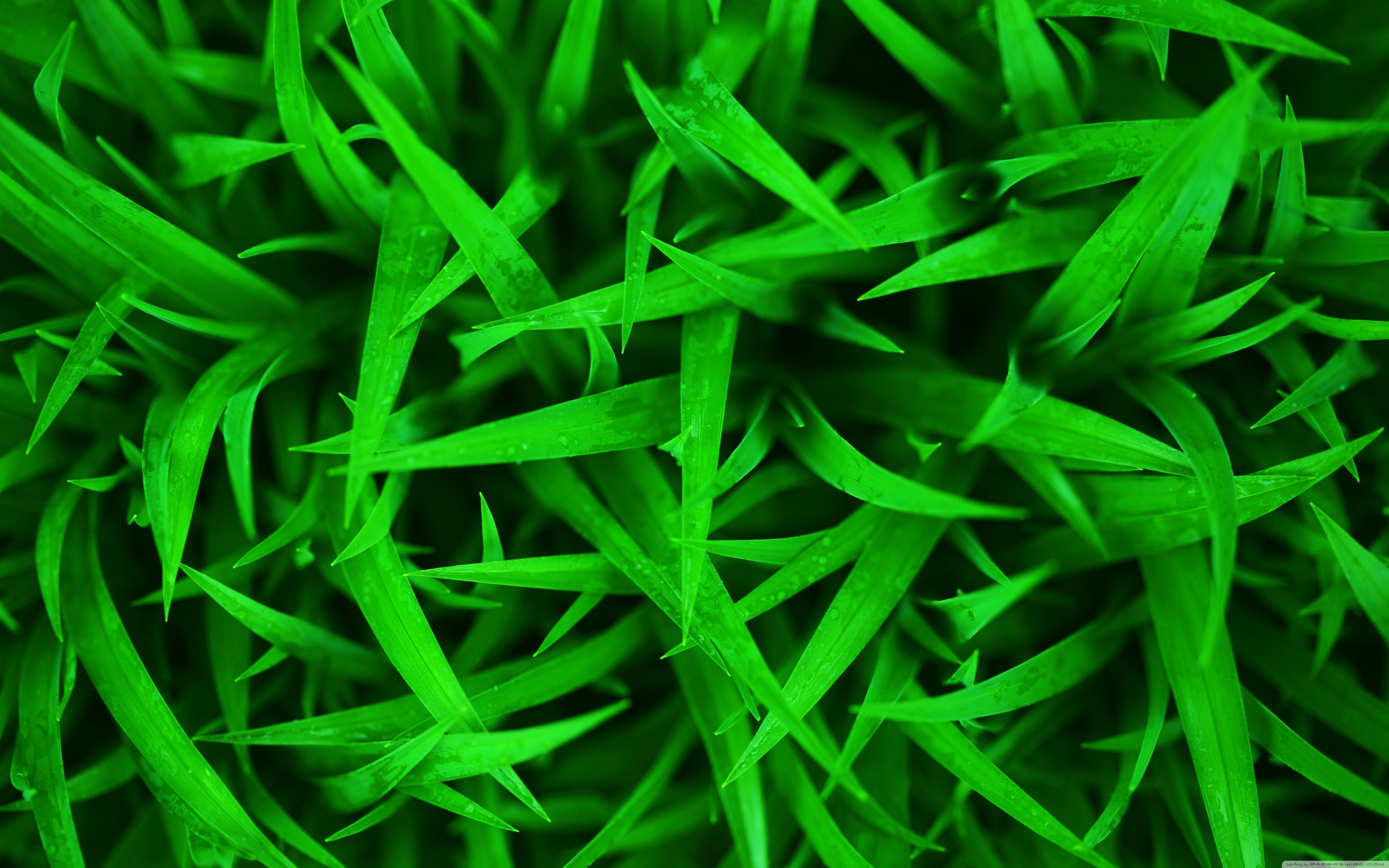 Turf Wallpapers - Top Free Turf Backgrounds - WallpaperAccess