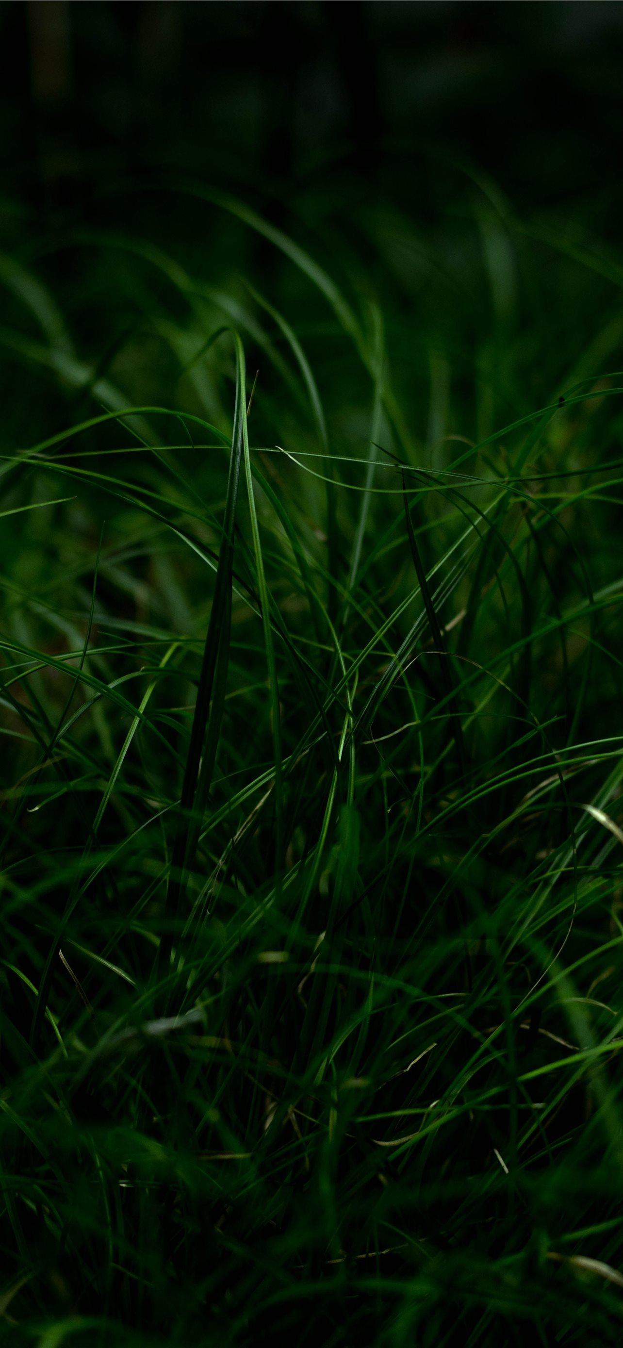 Turf Wallpapers - Top Free Turf Backgrounds - WallpaperAccess