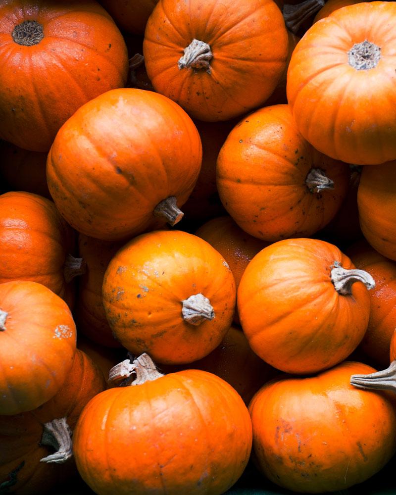 Squash Wallpapers - Top Free Squash Backgrounds - WallpaperAccess