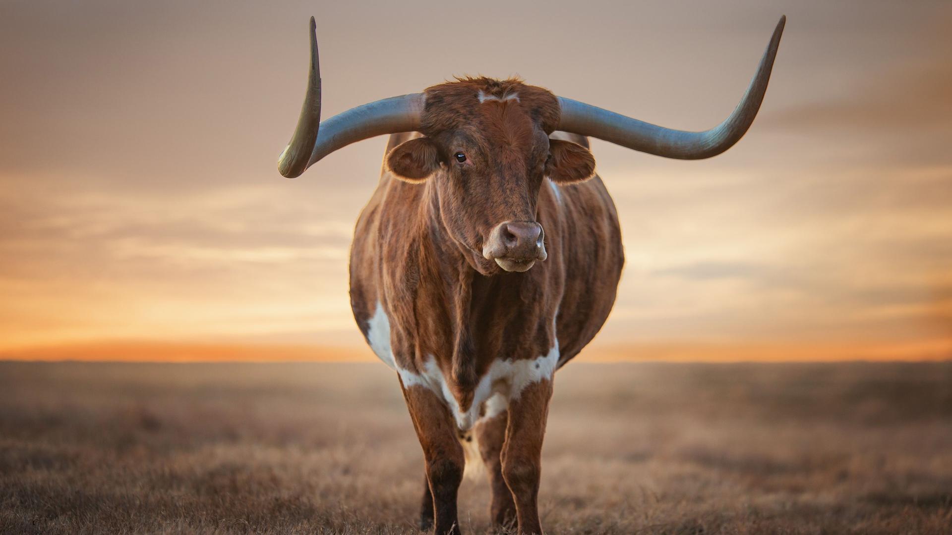 Big Bull Wallpapers - Top Free Big Bull Backgrounds - WallpaperAccess