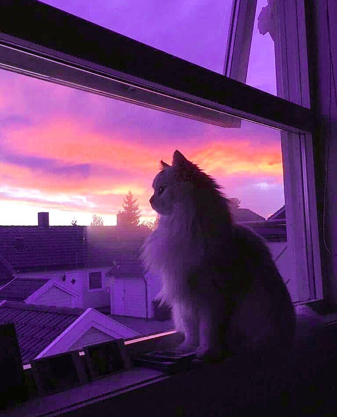 Lofi Cat Wallpapers - Top Free Lofi Cat Backgrounds - WallpaperAccess