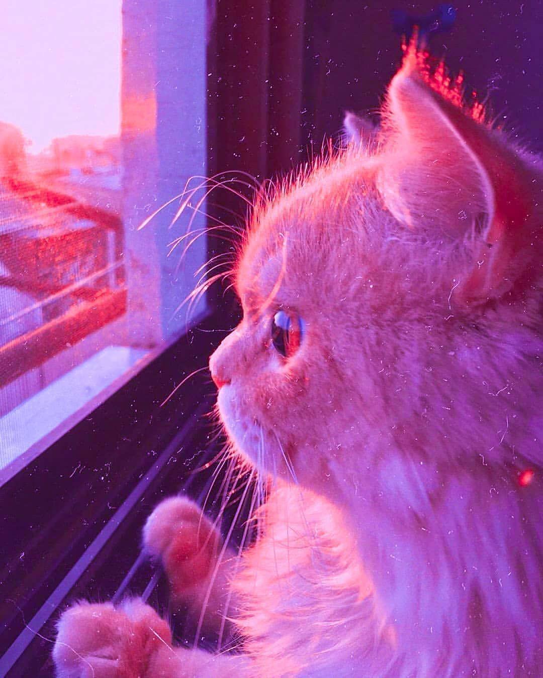 Lofi Cat Wallpapers - Top Free Lofi Cat Backgrounds - WallpaperAccess
