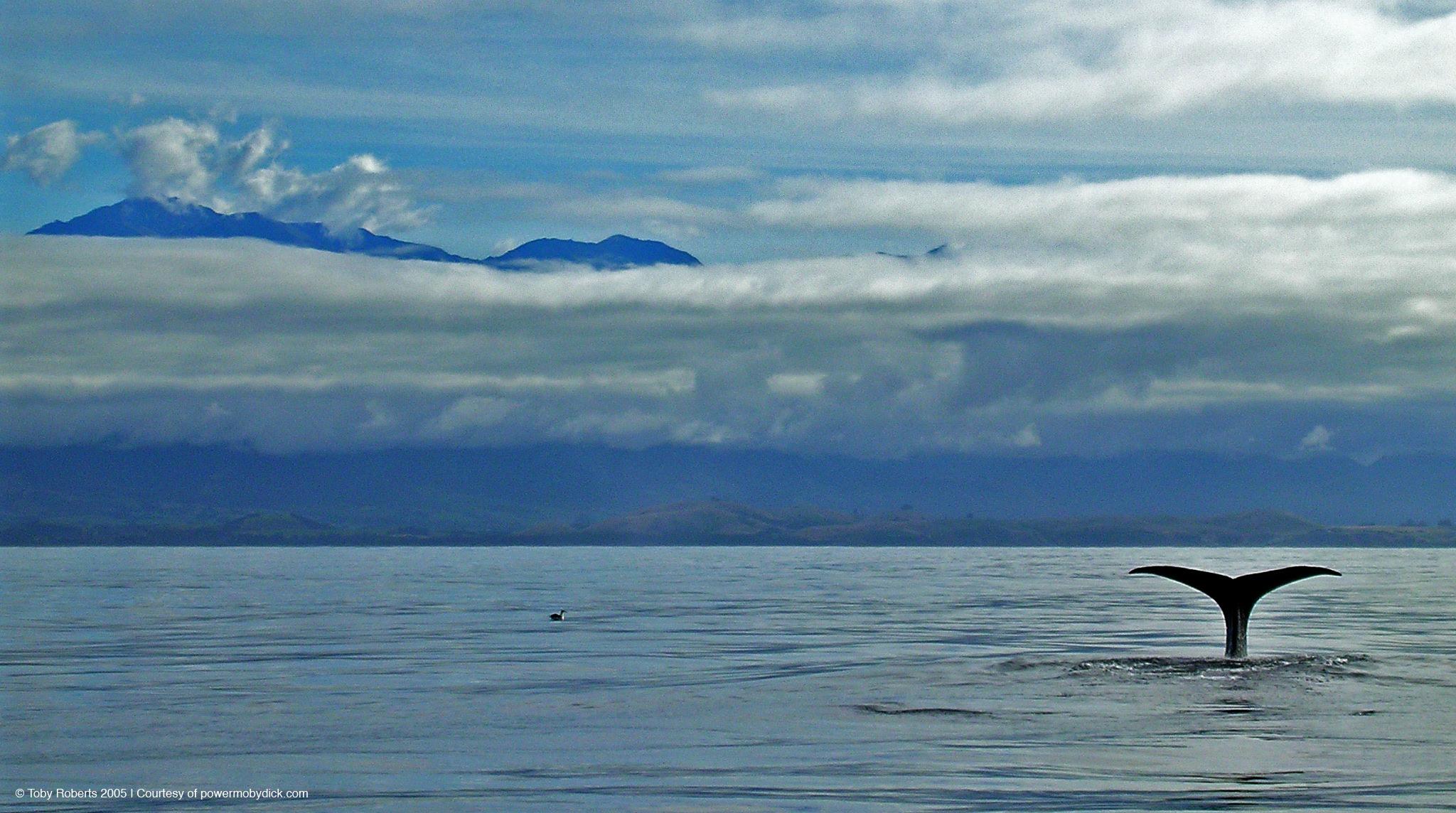 Moby Dick Wallpapers - Top Free Moby Dick Backgrounds - WallpaperAccess