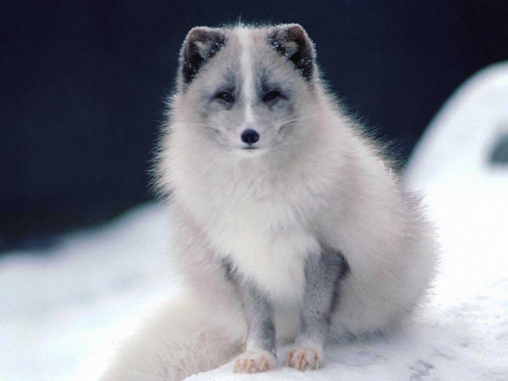 Cute Fox and Wolf Wallpapers - Top Free Cute Fox and Wolf Backgrounds ...