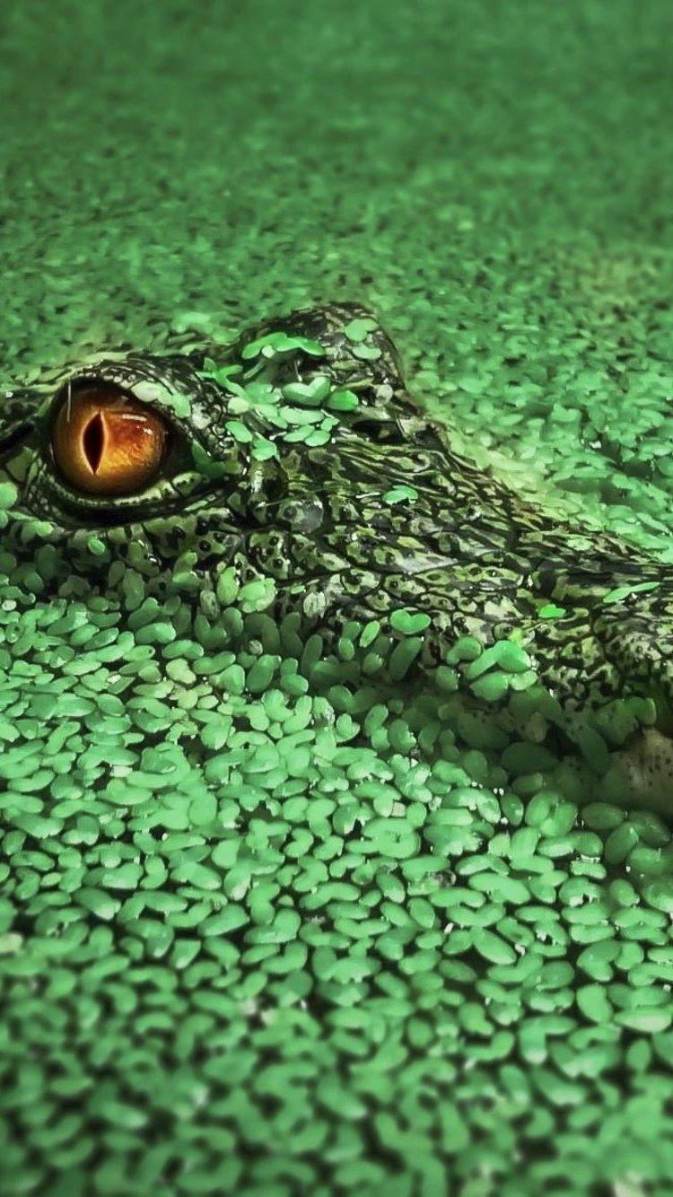 Alligator iPhone Wallpapers - Top Free Alligator iPhone Backgrounds ...