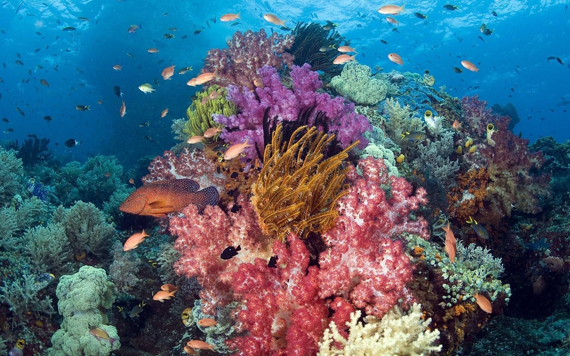 Sea Floor Wallpapers - Top Free Sea Floor Backgrounds - WallpaperAccess