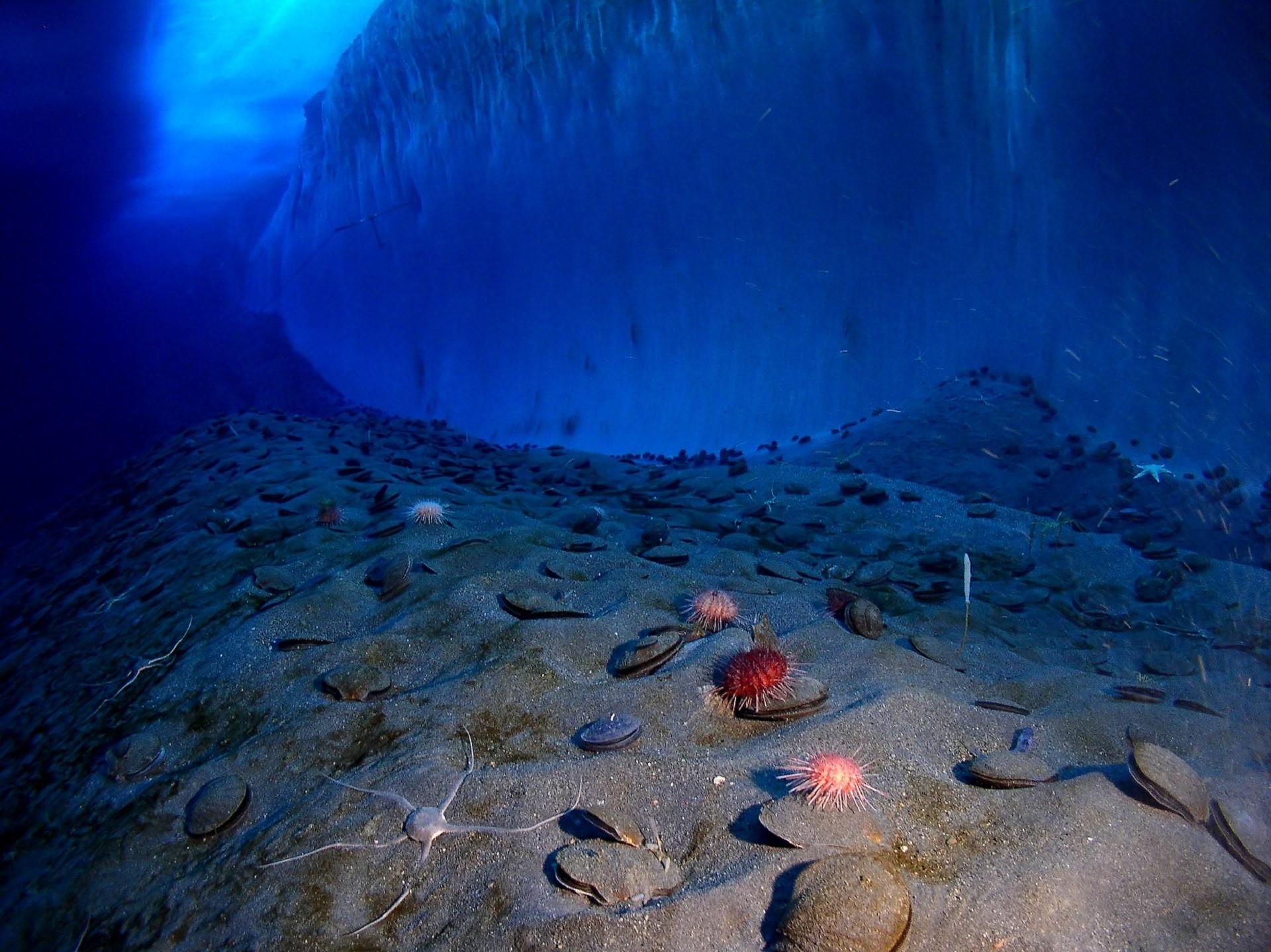 Sea Floor Wallpapers - Top Free Sea Floor Backgrounds - WallpaperAccess