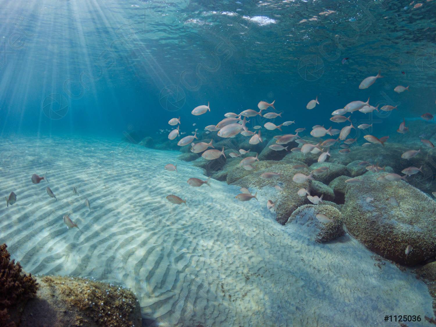 Sea Floor Wallpapers - Top Free Sea Floor Backgrounds - WallpaperAccess