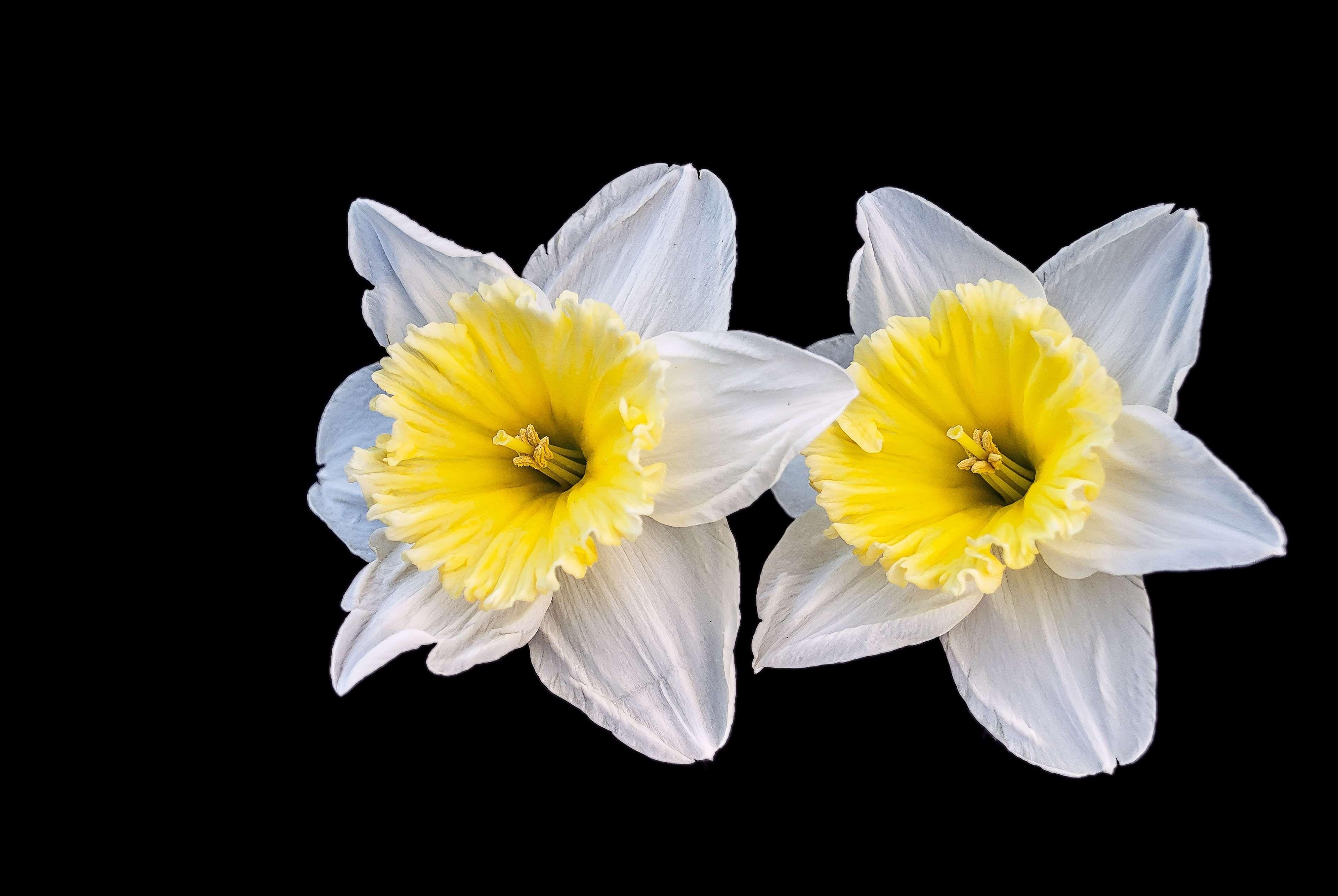 Creative Flower Wallpapers - Top Free Creative Flower Backgrounds ...