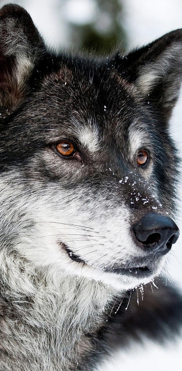 Masked Wolf Wallpapers - Top Free Masked Wolf Backgrounds - WallpaperAccess