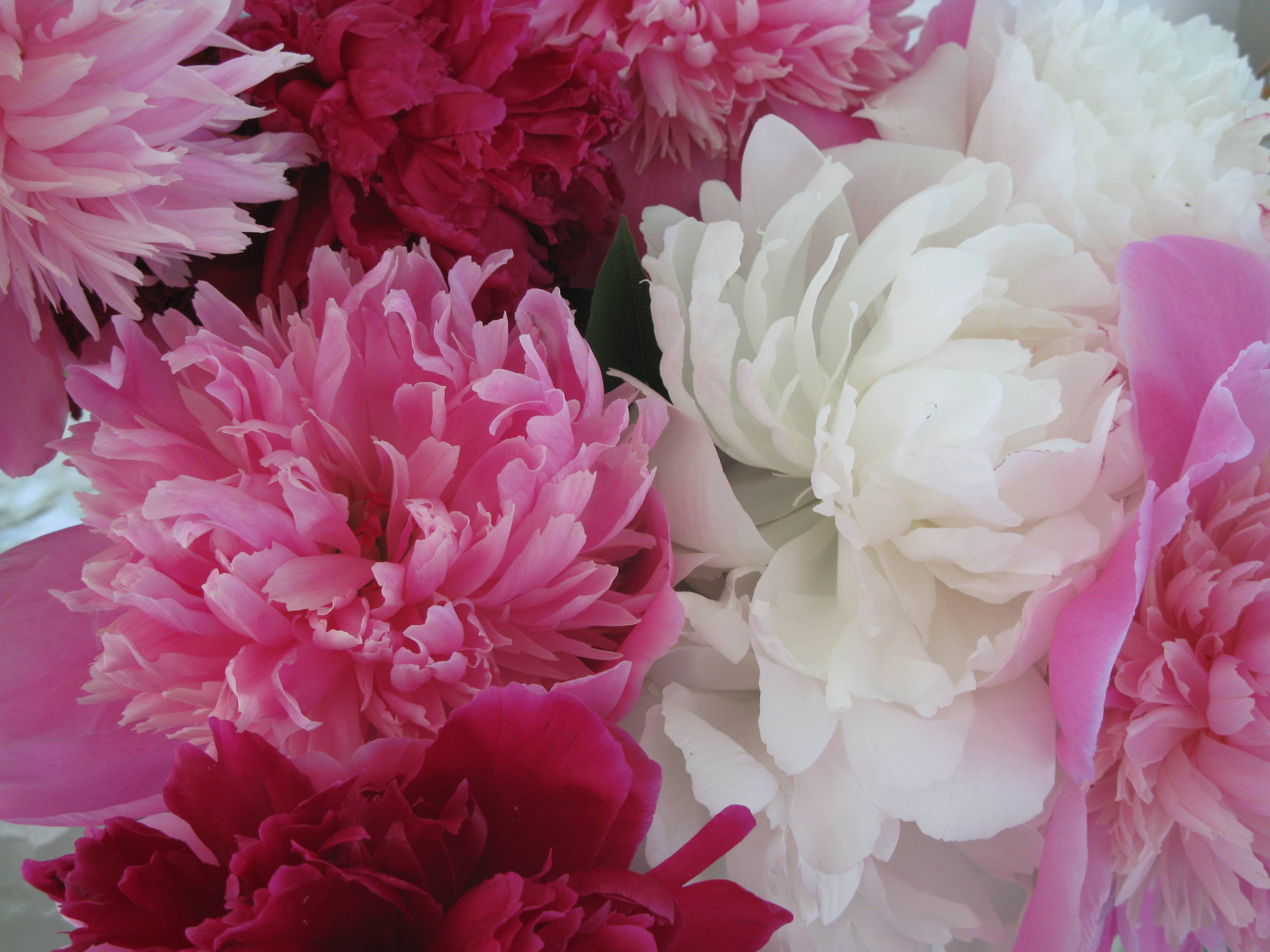 Pink Peonies Desktop Wallpapers - Top Free Pink Peonies Desktop ...