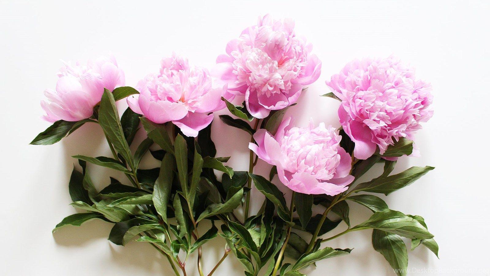 Pink Peonies Desktop Wallpapers - Top Free Pink Peonies Desktop ...
