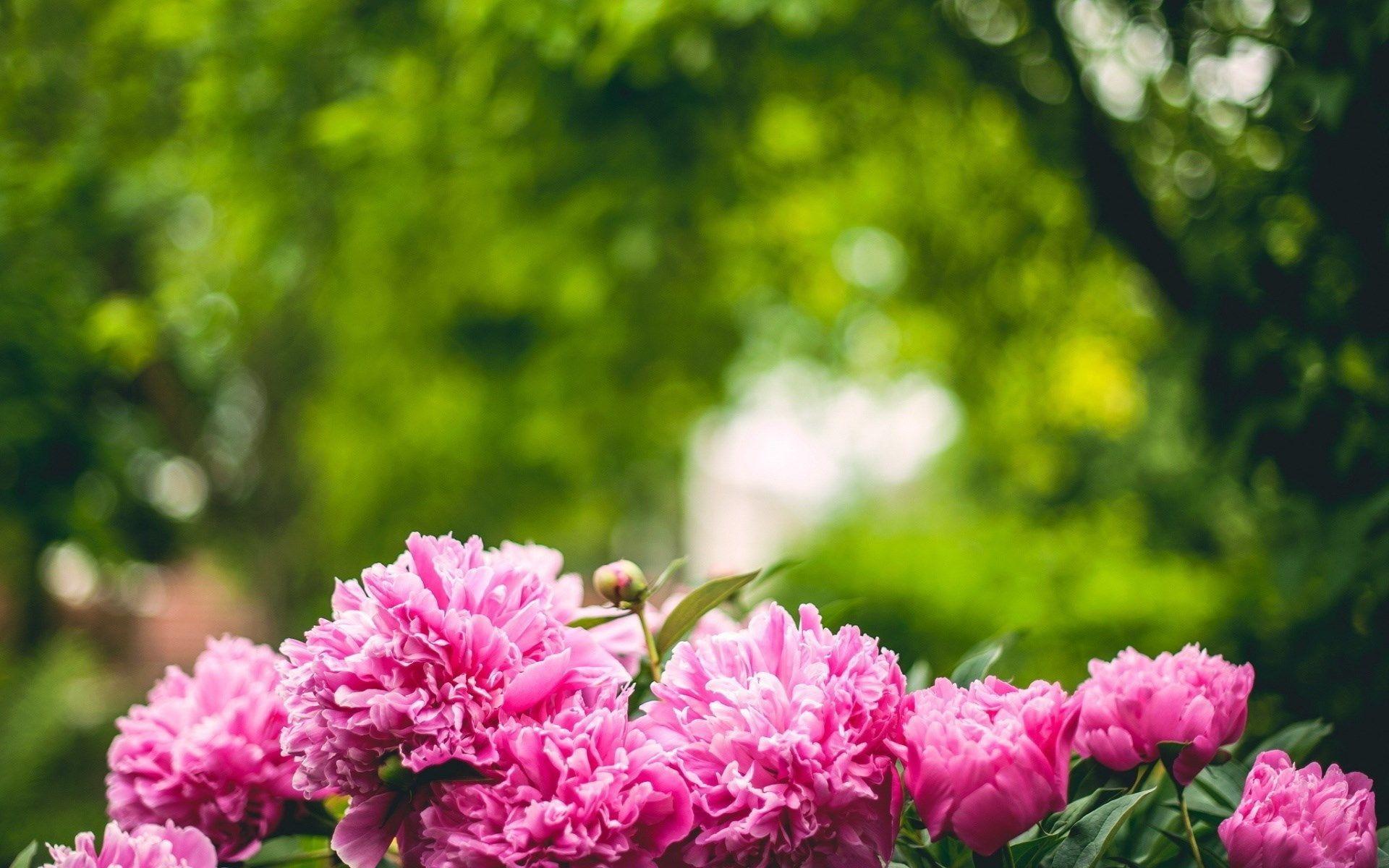 Pink Peonies Desktop Wallpapers - Top Free Pink Peonies Desktop Backgrounds - WallpaperAccess