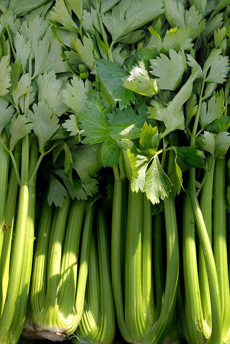 Celery Wallpapers - Top Free Celery Backgrounds - WallpaperAccess