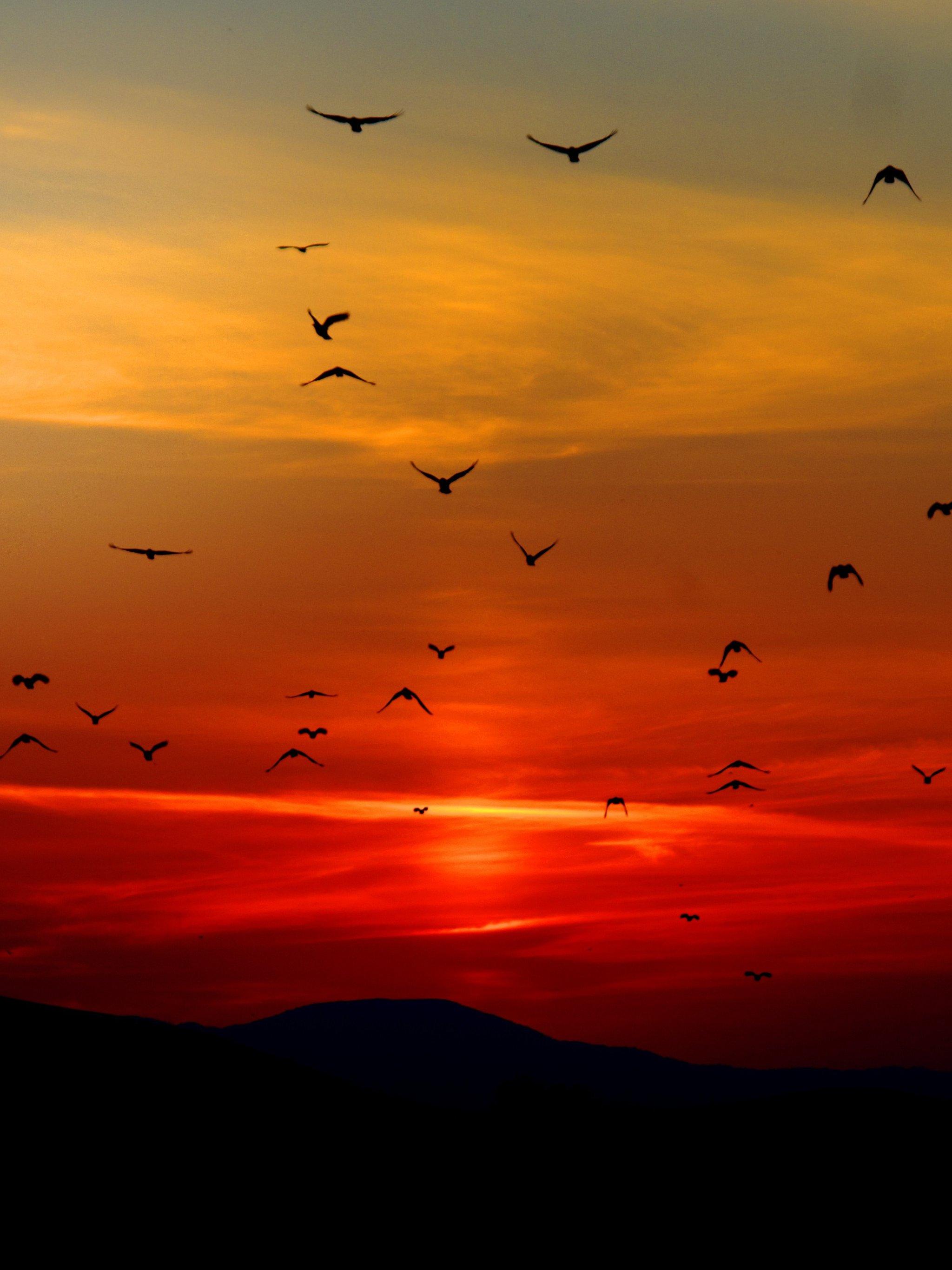 Red Portrait Wallpapers - Top Free Red Portrait Backgrounds ...