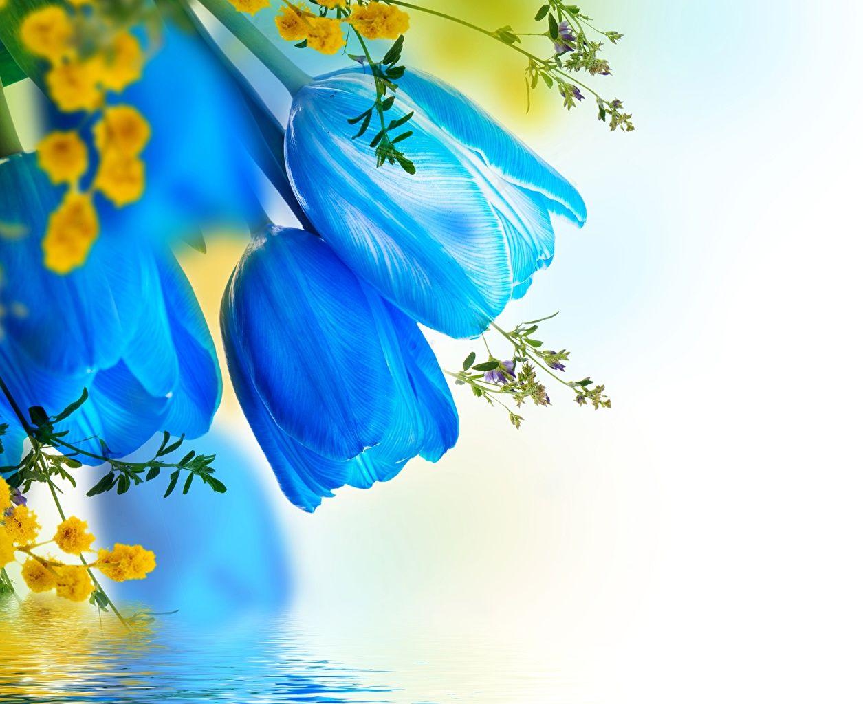 Light Flower Wallpapers - Top Free Light Flower Backgrounds ...