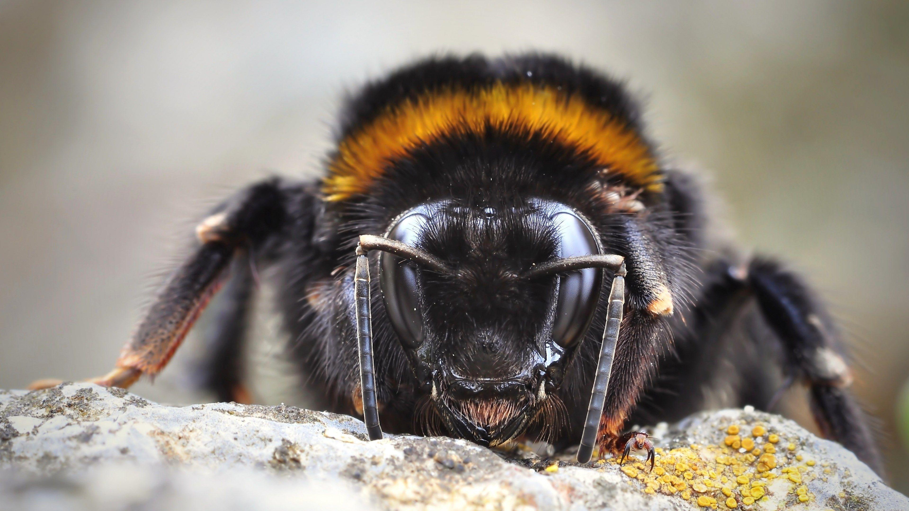 Hummel Wallpapers - Top Free Hummel Backgrounds - WallpaperAccess