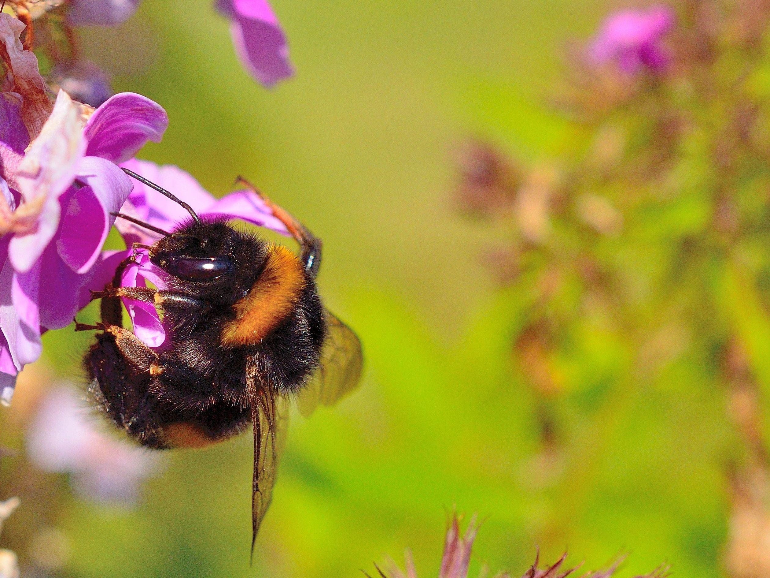 Hummel Wallpapers - Top Free Hummel Backgrounds - WallpaperAccess