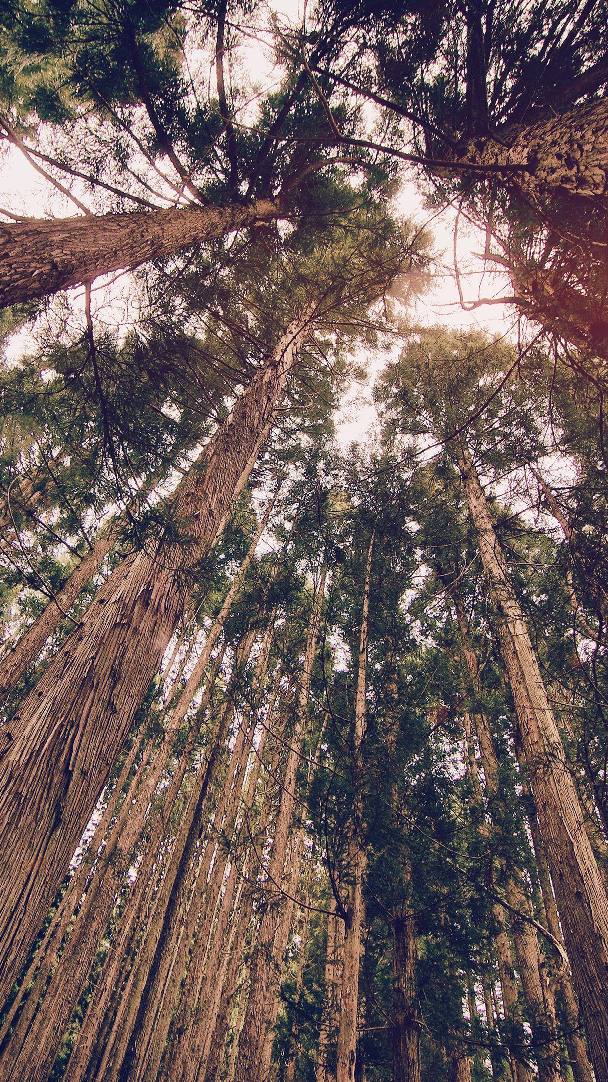 Tall Trees Wallpapers - Top Free Tall Trees Backgrounds - WallpaperAccess