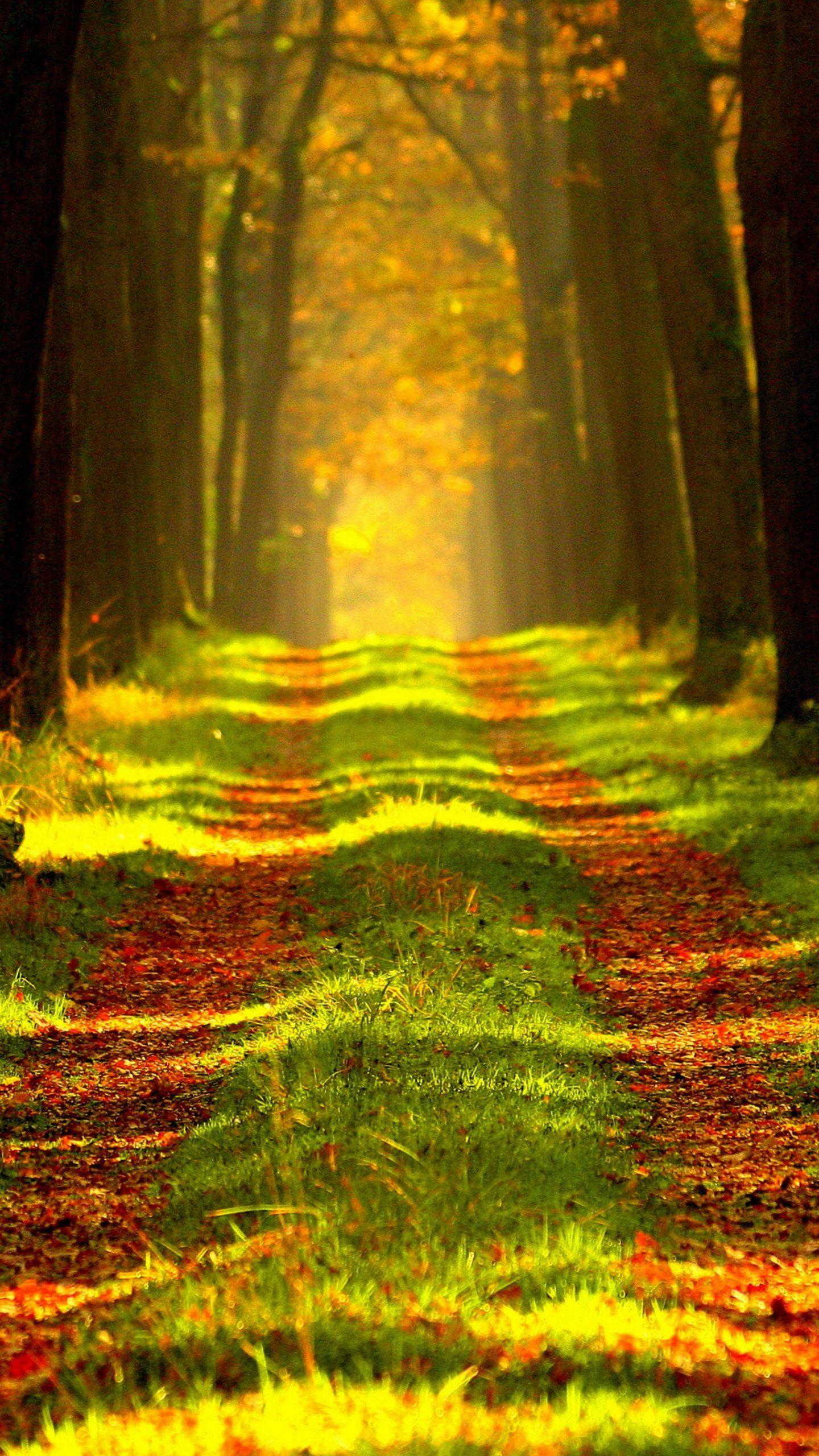 Tall Trees Wallpapers - Top Free Tall Trees Backgrounds - WallpaperAccess