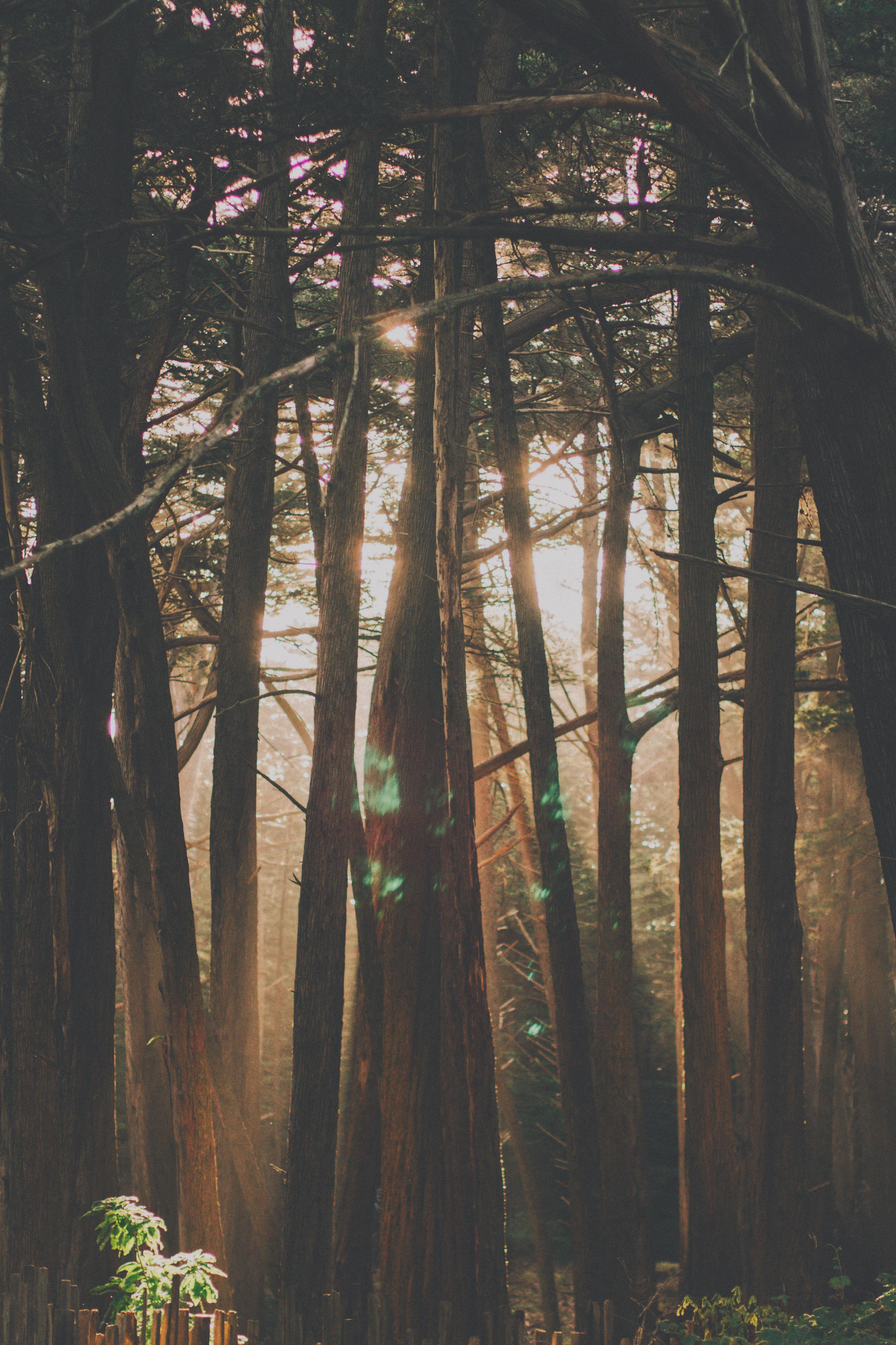 Tall Trees Wallpapers - Top Free Tall Trees Backgrounds - WallpaperAccess