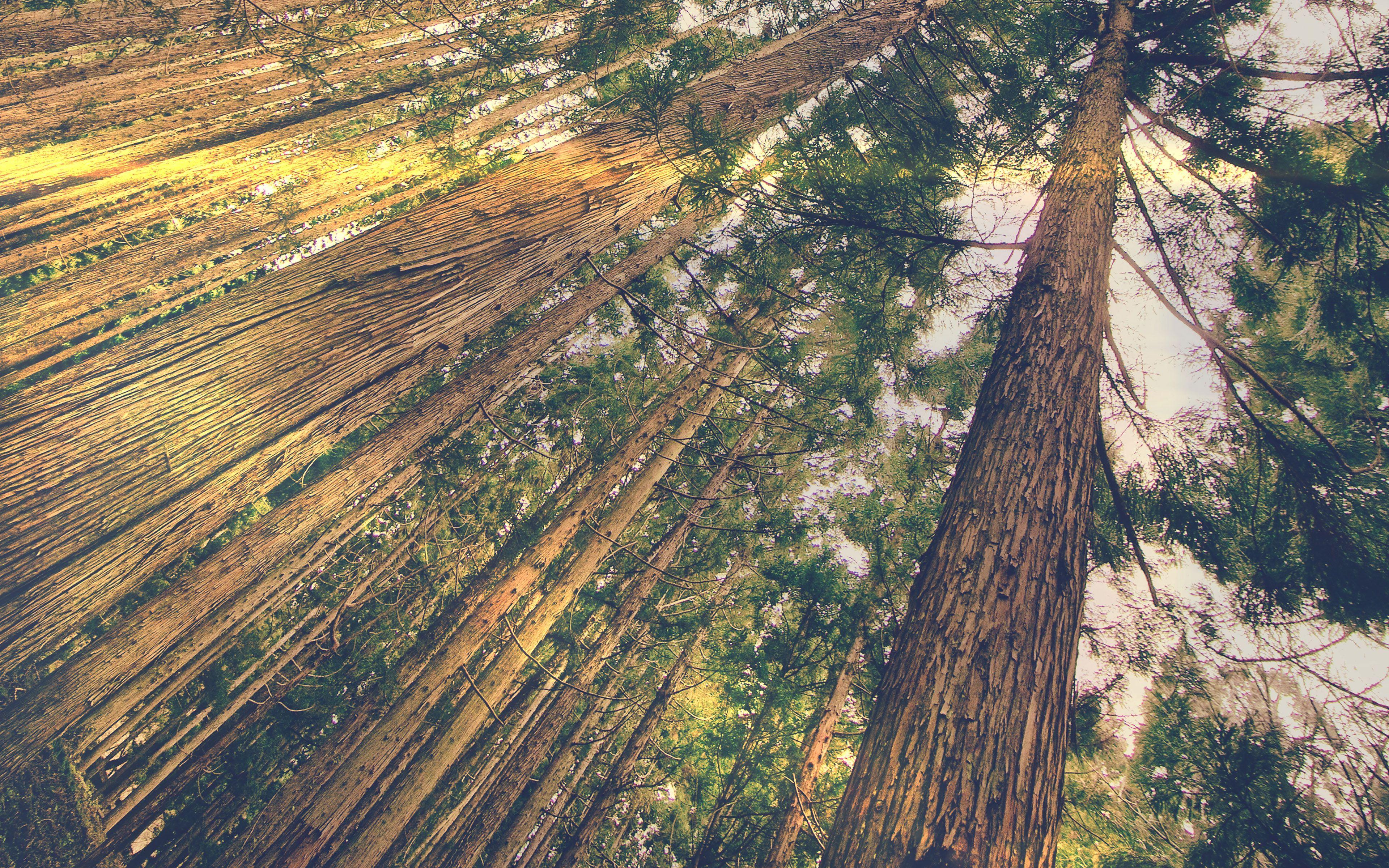 Tall Trees Wallpapers - Top Free Tall Trees Backgrounds - WallpaperAccess