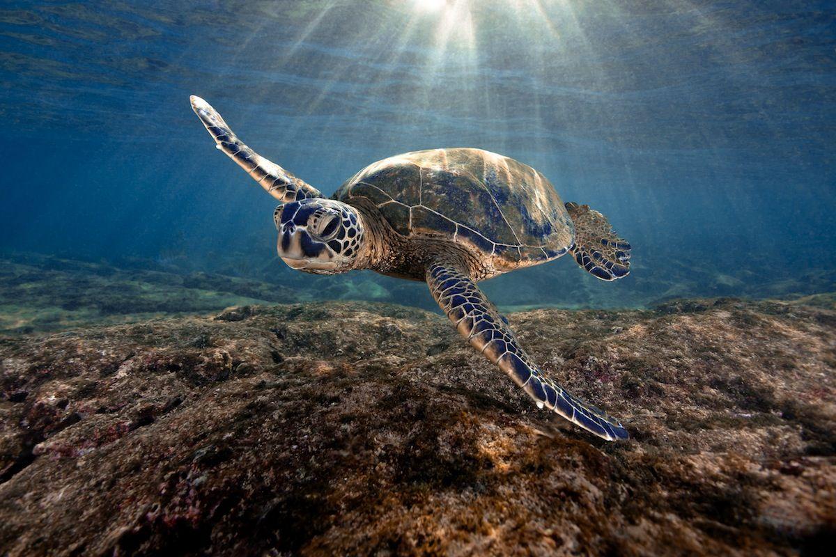 Hawaii Turtle Wallpapers - Top Free Hawaii Turtle Backgrounds ...