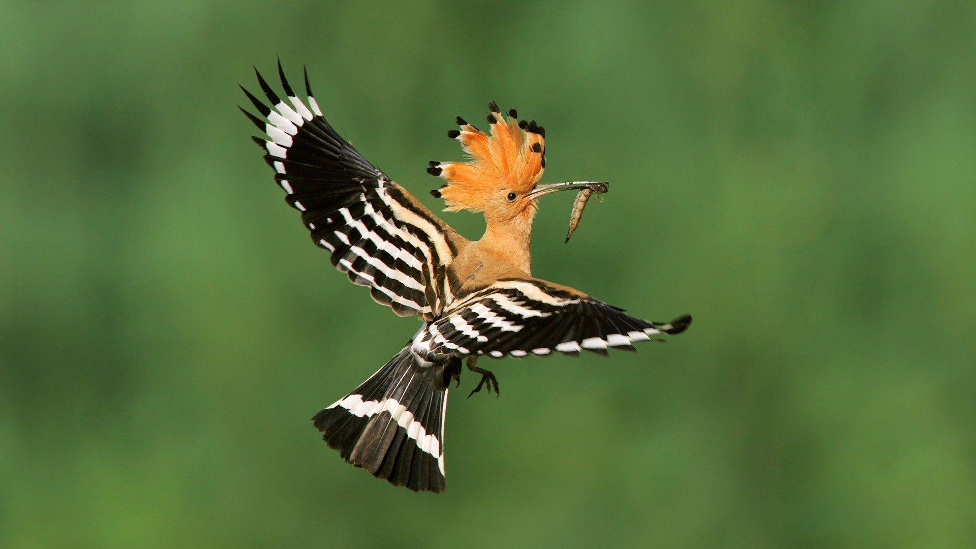 Hoopoe Wallpapers - Top Free Hoopoe Backgrounds - WallpaperAccess