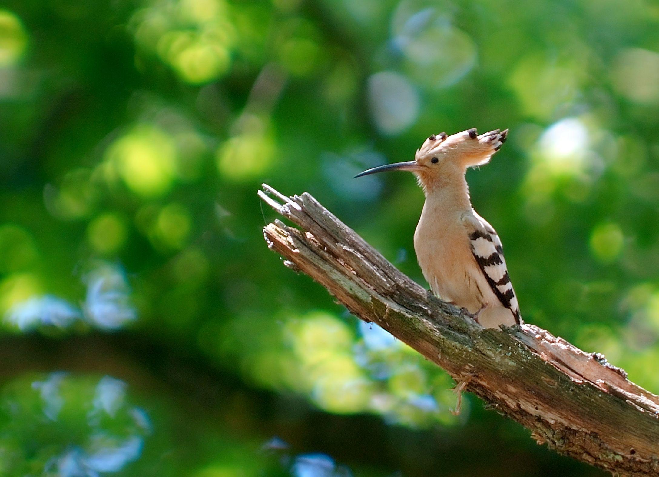 Hoopoe Wallpapers - Top Free Hoopoe Backgrounds - WallpaperAccess
