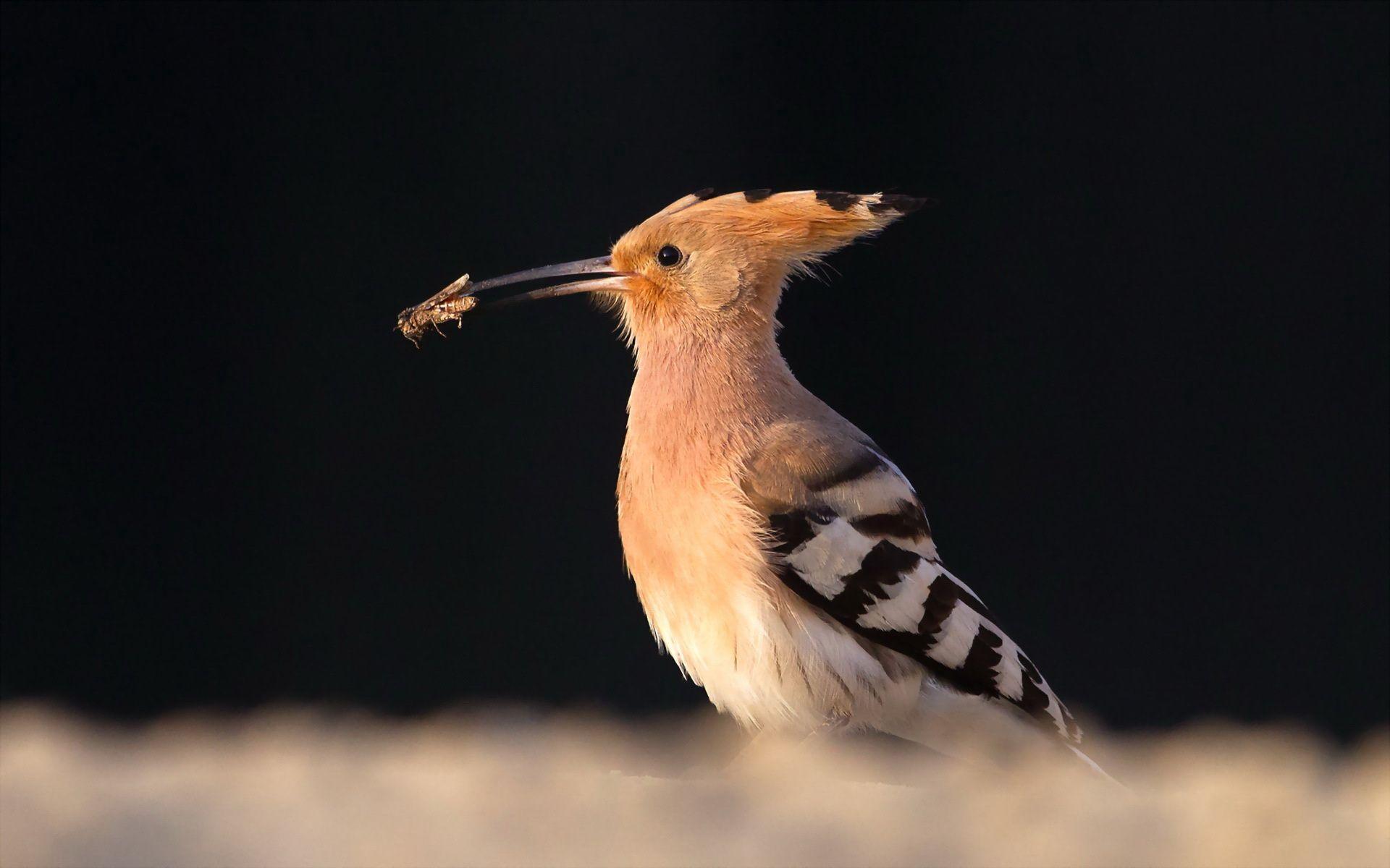 Hoopoe Wallpapers - Top Free Hoopoe Backgrounds - WallpaperAccess
