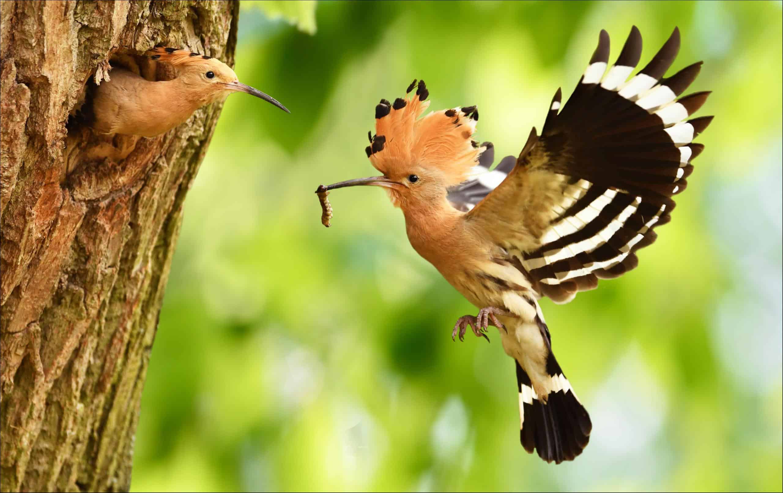 Hoopoe Wallpapers - Top Free Hoopoe Backgrounds - WallpaperAccess