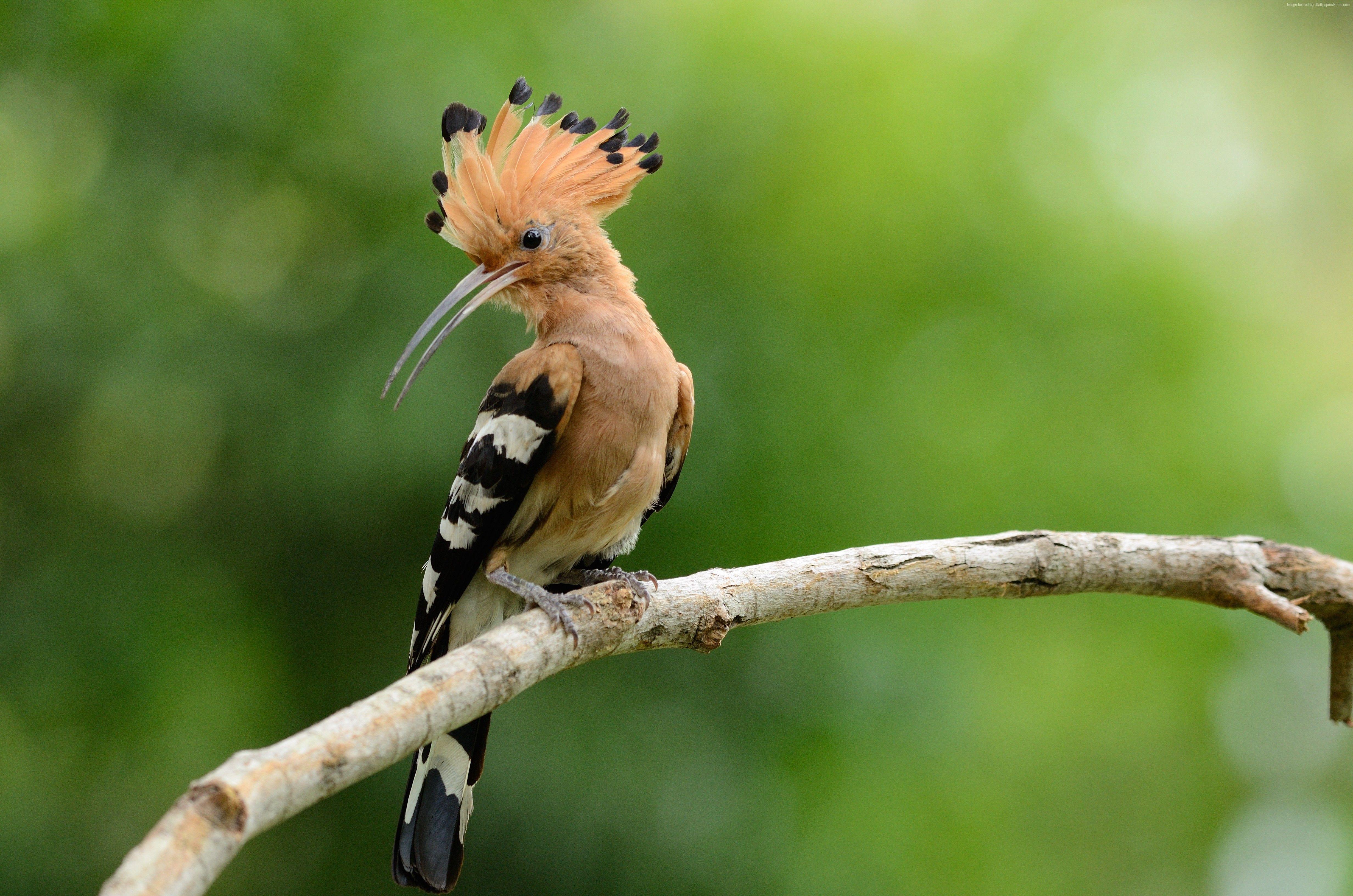 Hoopoe Wallpapers - Top Free Hoopoe Backgrounds - WallpaperAccess