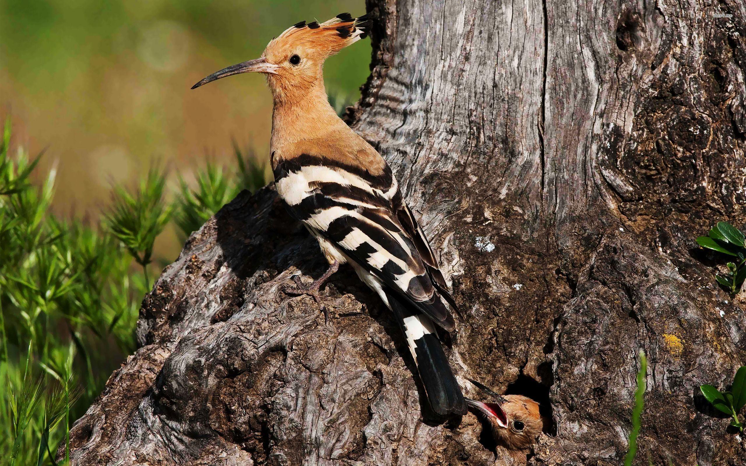 Hoopoe Wallpapers - Top Free Hoopoe Backgrounds - WallpaperAccess