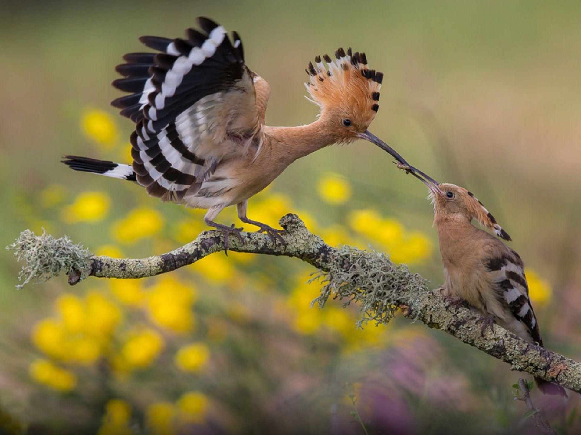 Hoopoe Wallpapers - Top Free Hoopoe Backgrounds - WallpaperAccess