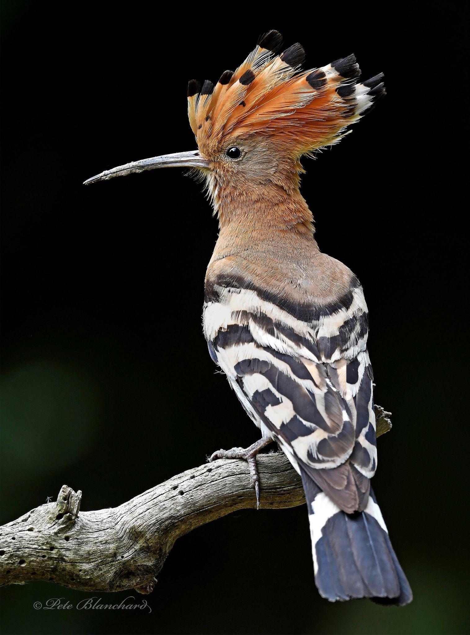 Hoopoe Wallpapers - Top Free Hoopoe Backgrounds - WallpaperAccess