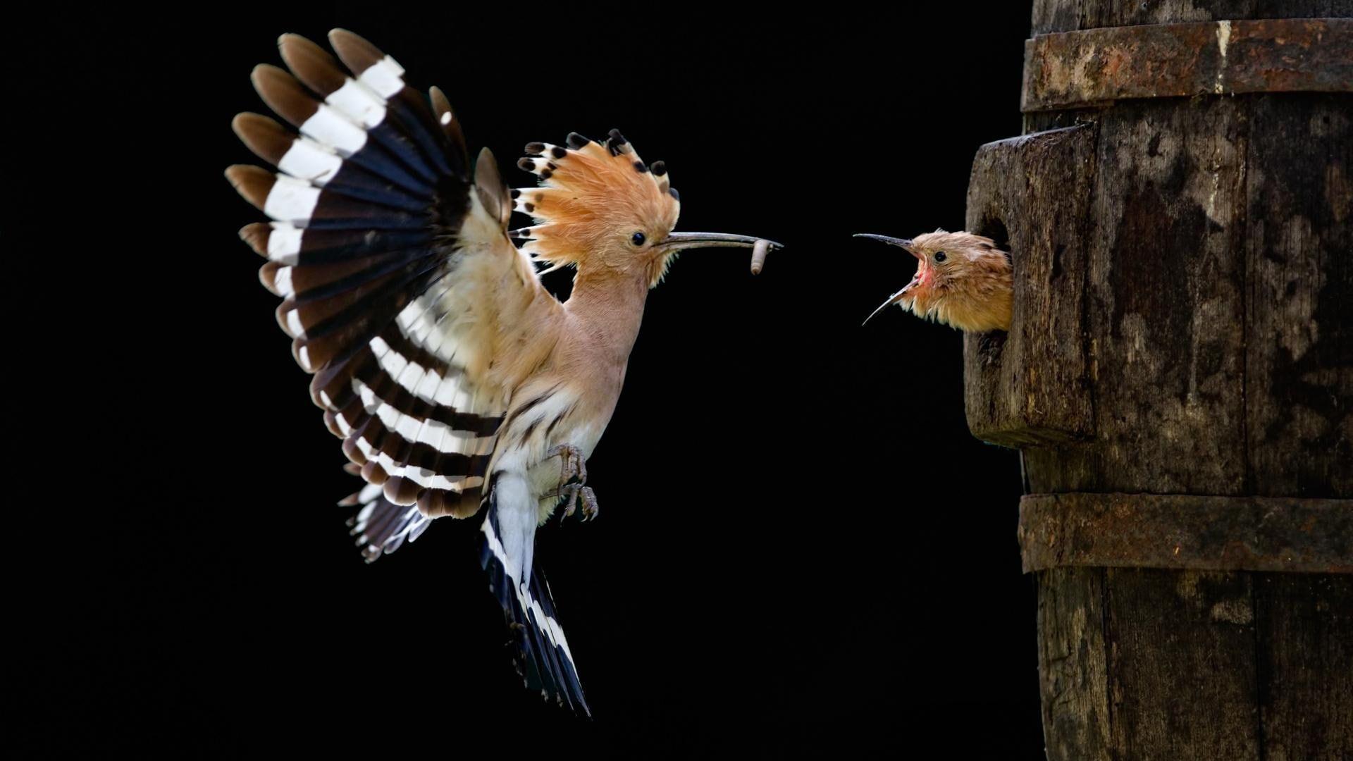 Hoopoe Wallpapers - Top Free Hoopoe Backgrounds - WallpaperAccess