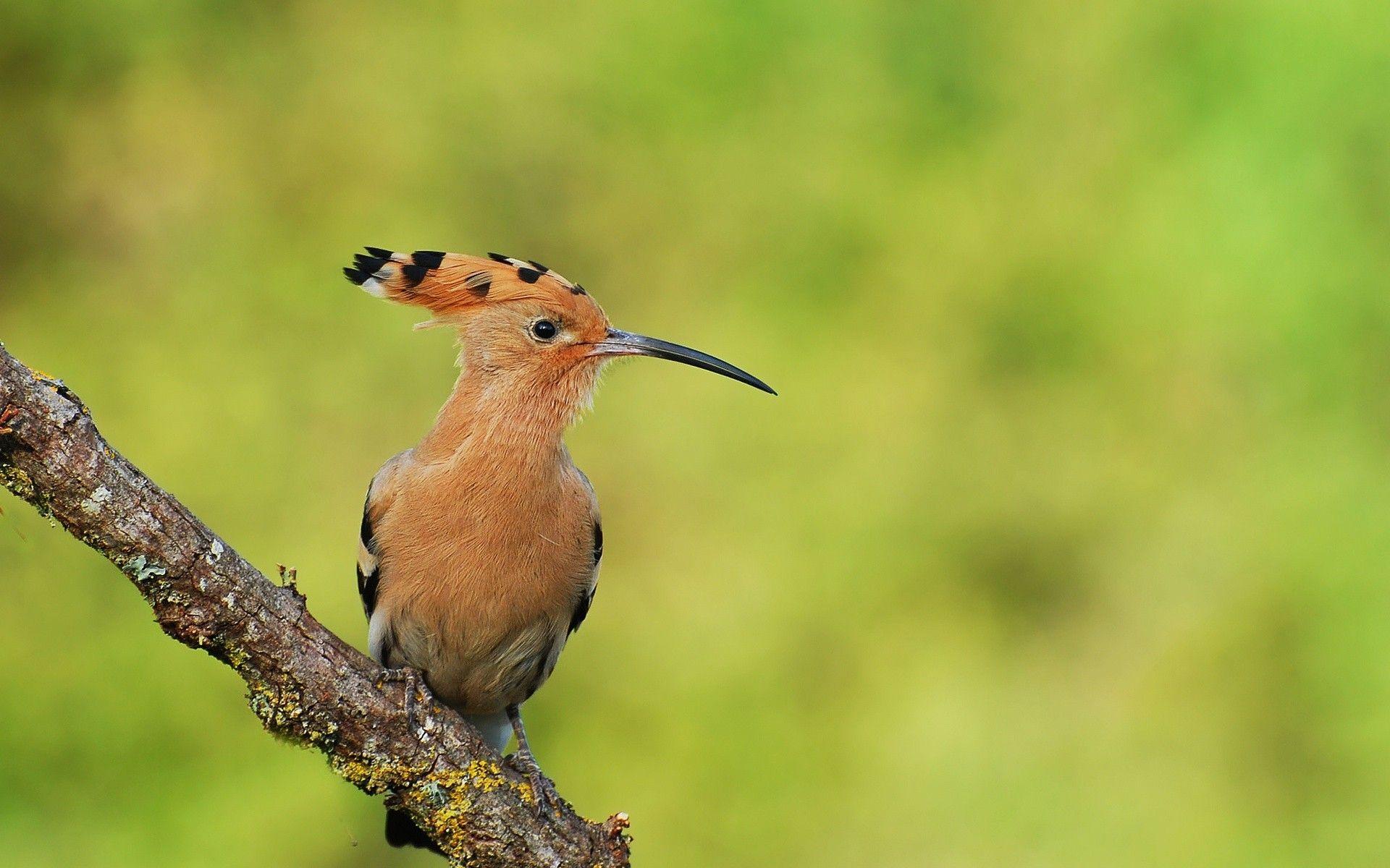 Hoopoe Wallpapers - Top Free Hoopoe Backgrounds - WallpaperAccess