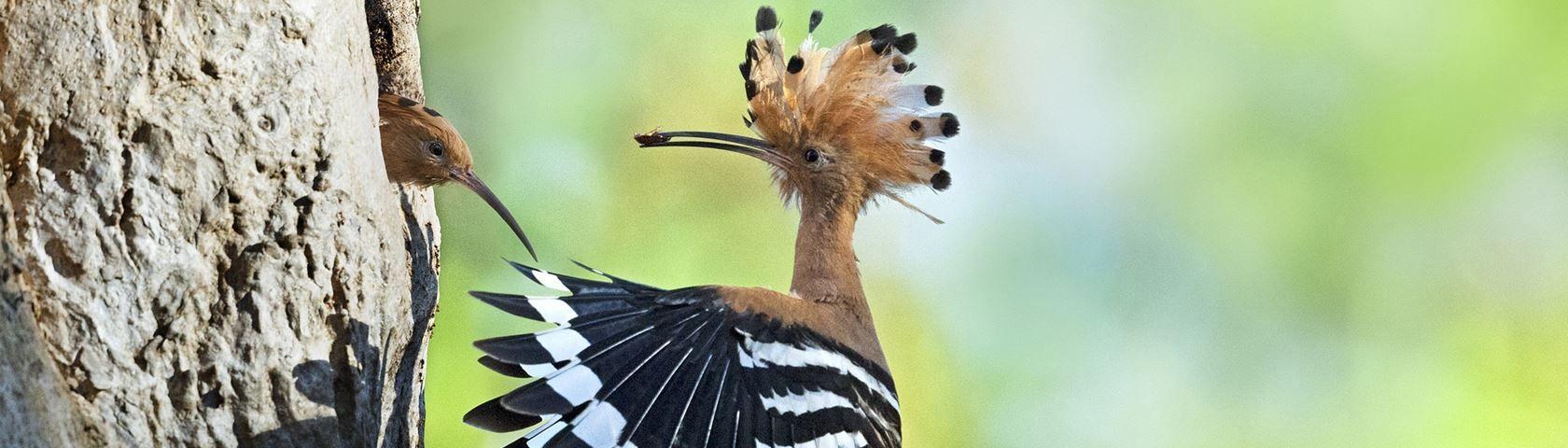 Hoopoe Wallpapers - Top Free Hoopoe Backgrounds - WallpaperAccess