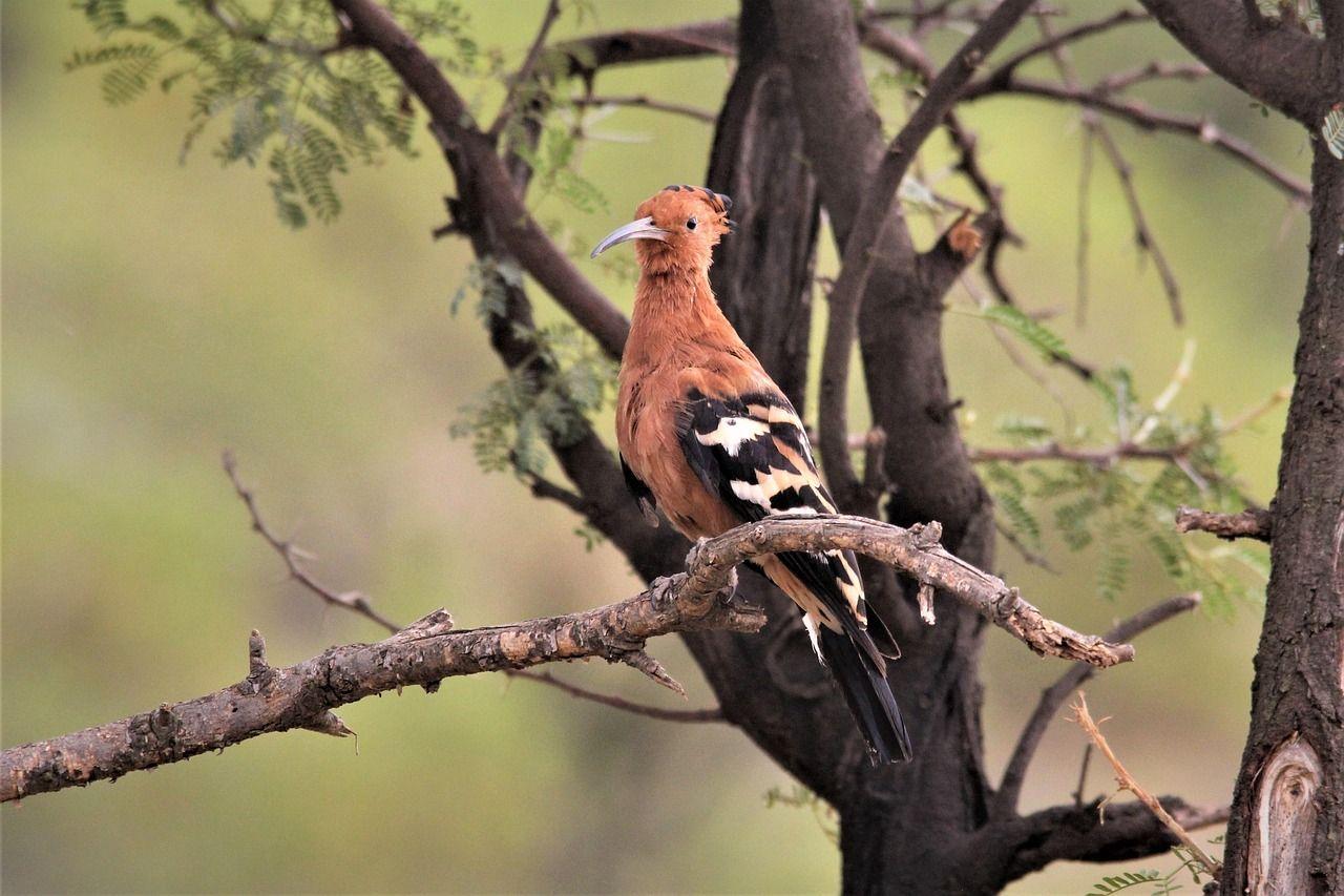 Hoopoe Wallpapers - Top Free Hoopoe Backgrounds - WallpaperAccess