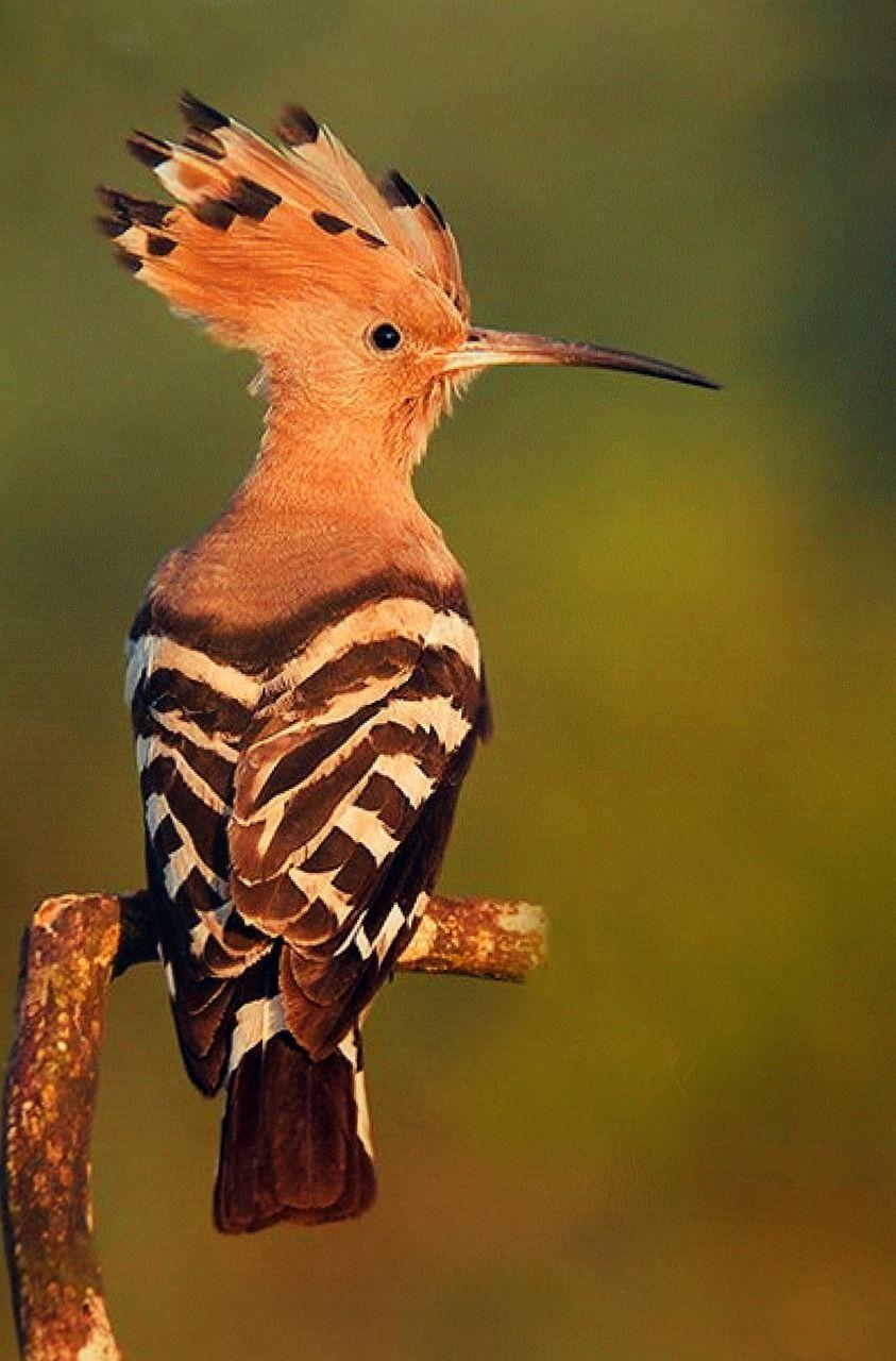 Hoopoe Wallpapers - Top Free Hoopoe Backgrounds - WallpaperAccess