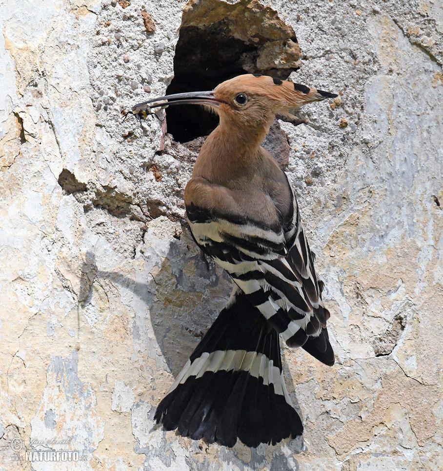 Hoopoe Wallpapers - Top Free Hoopoe Backgrounds - WallpaperAccess